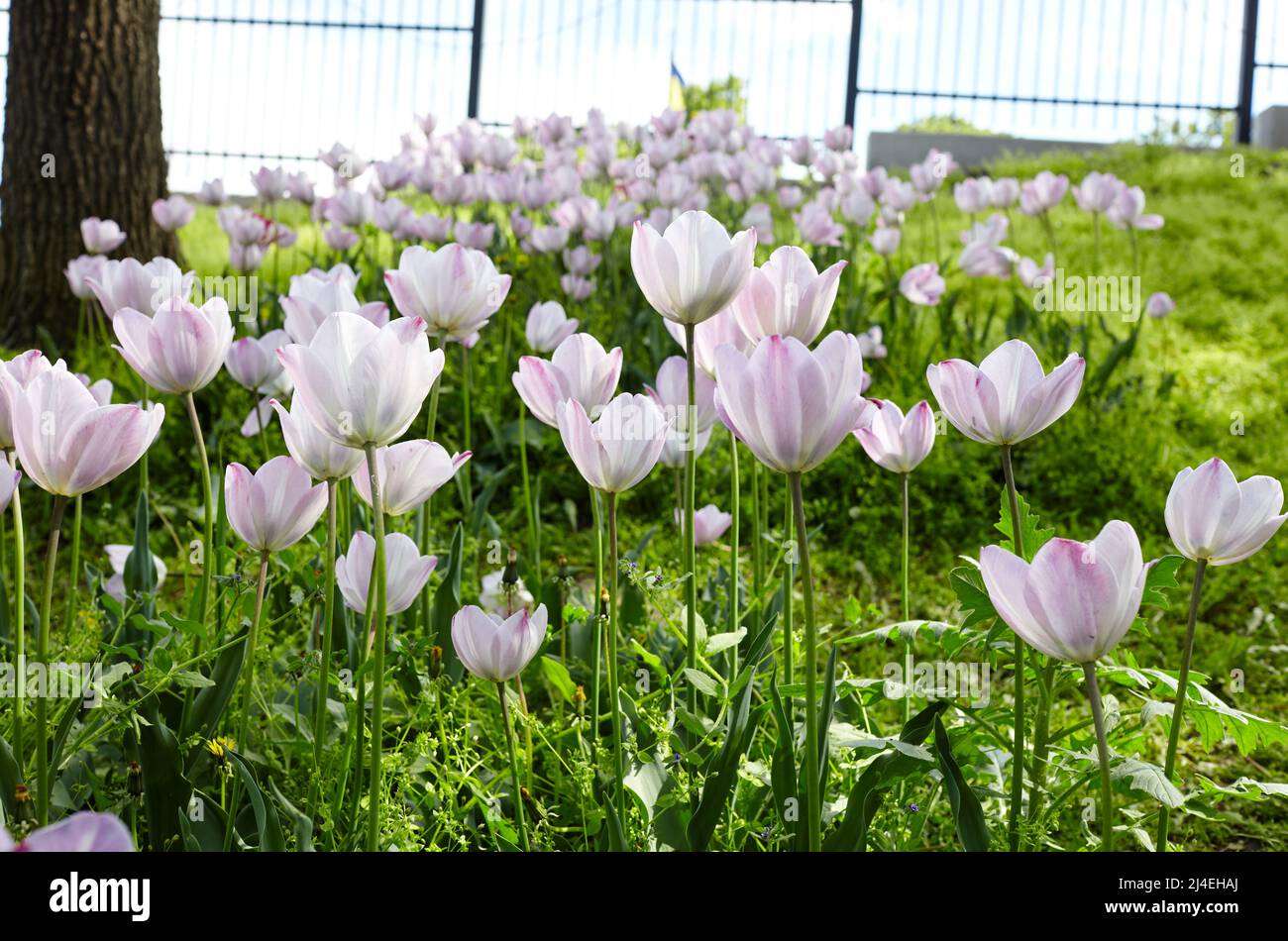 Beautiful tulip flowers blooming in a garden. Beauty tulip plant in the ...