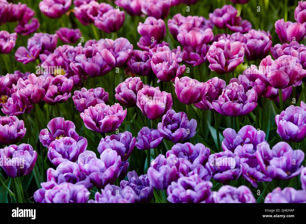 Beautiful tulip flowers blooming in a garden. Beauty tulip plant in the ...