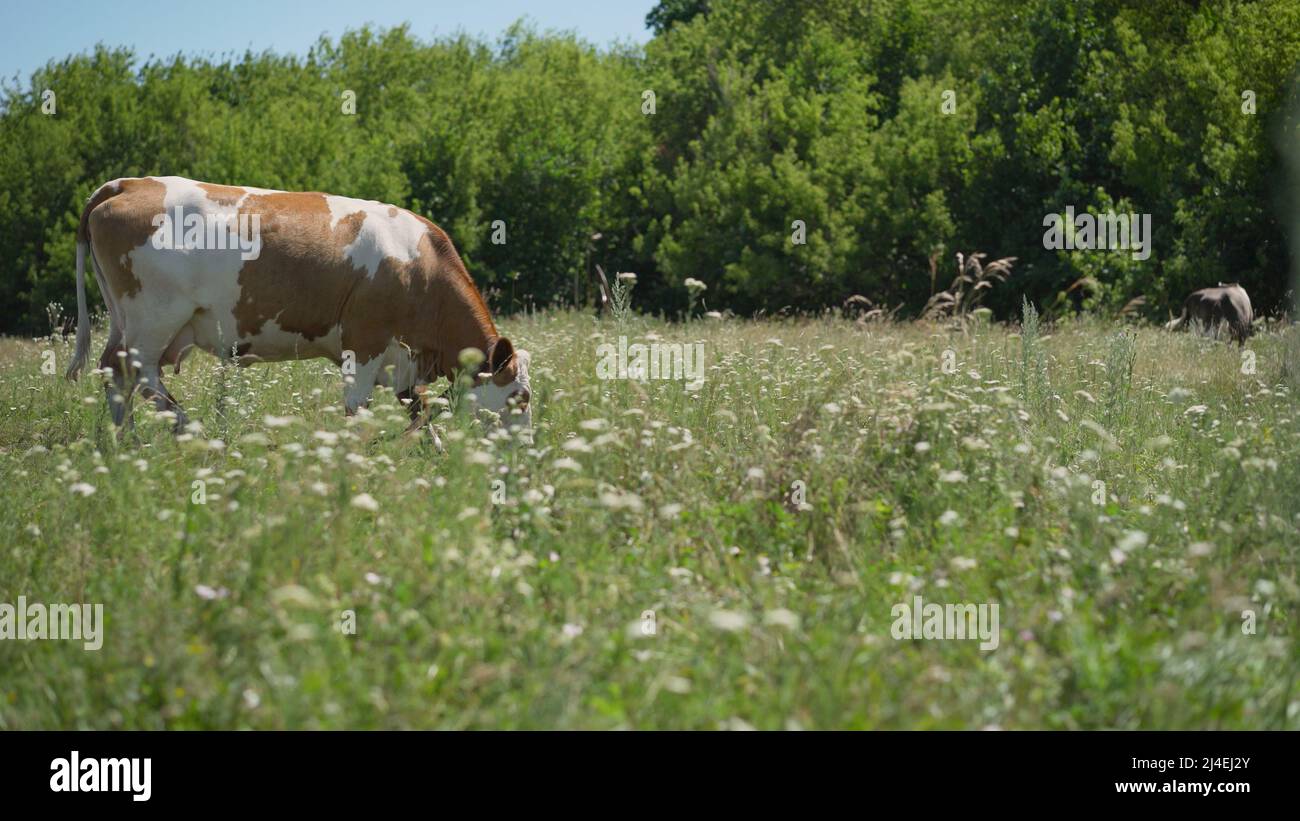 Cow face on the farm looks and eats grass. Beautiful young cow is ...