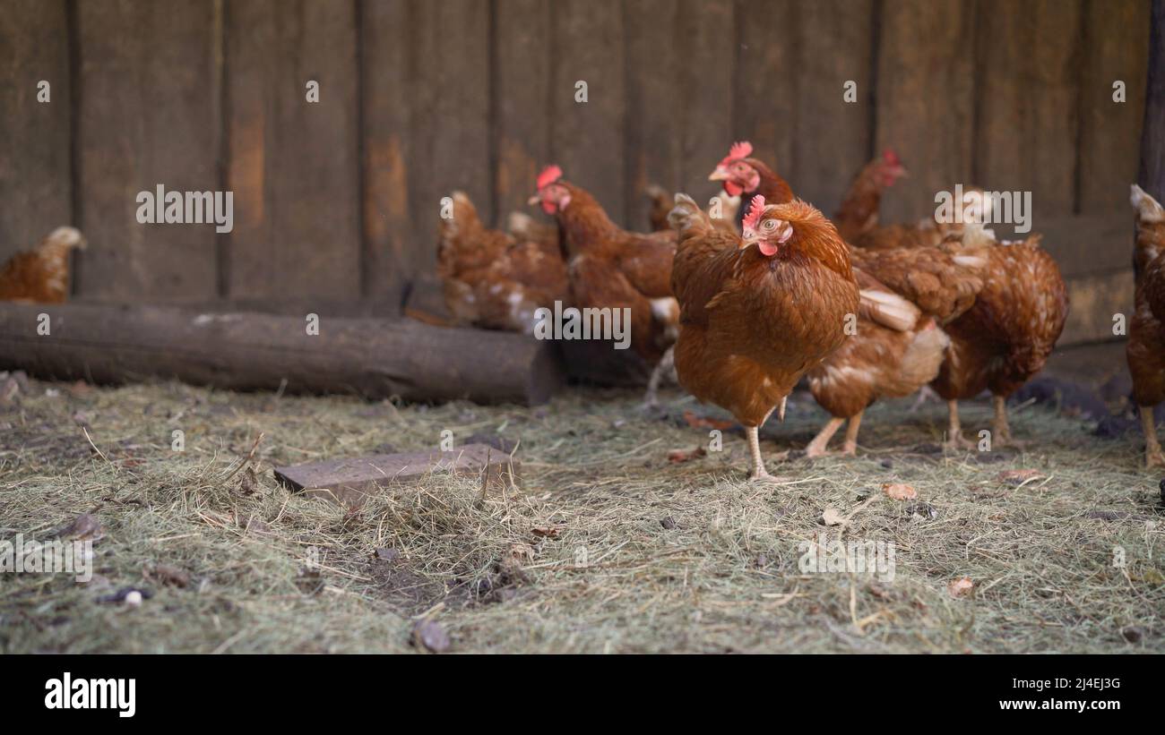 Beautiful red chickens on the farm. Beautiful and colorful chickens ...