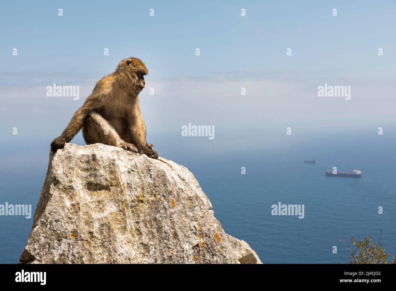 Barbary macaque rock ape hi-res stock photography and images - Alamy