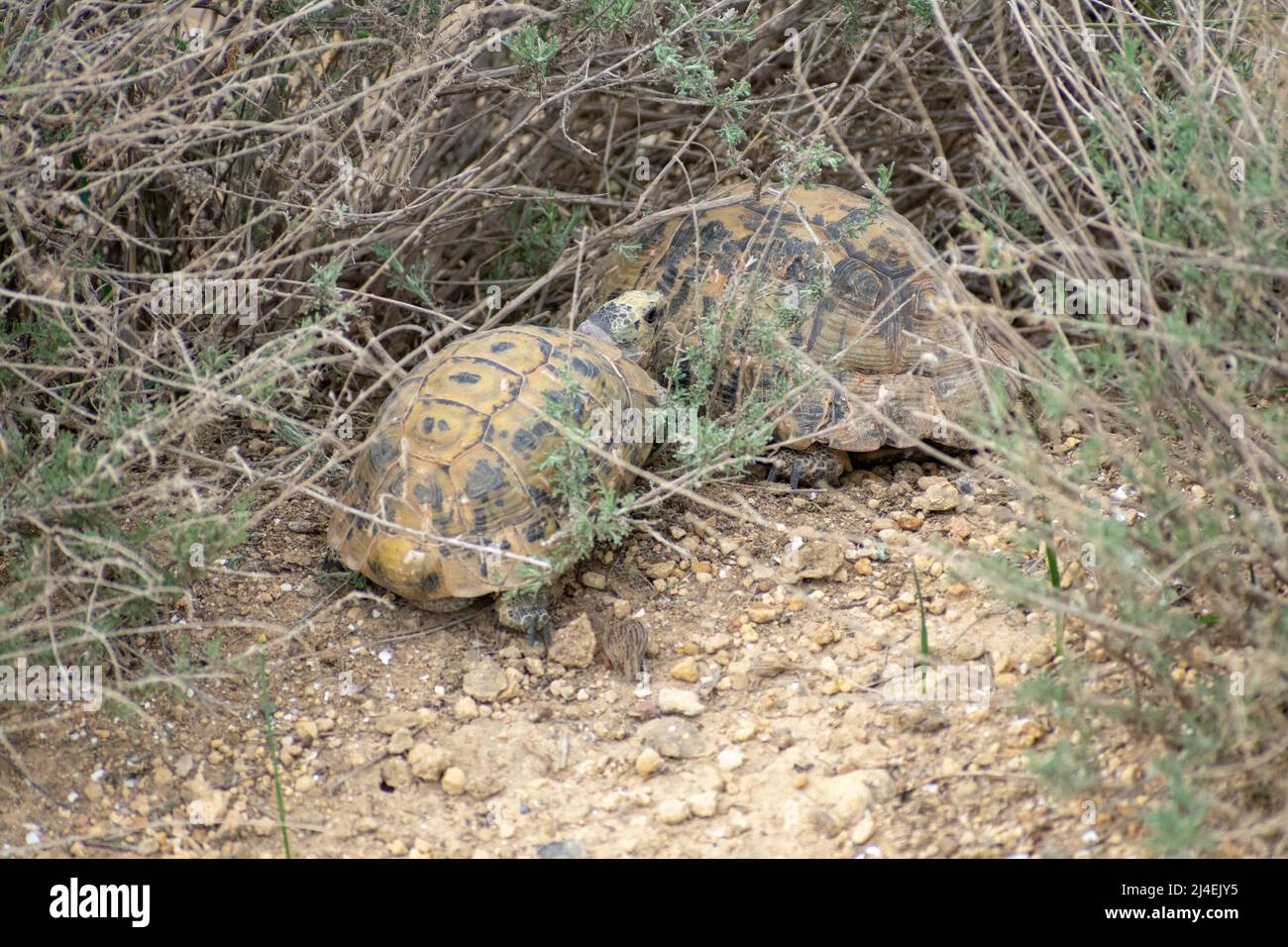 Male and Female Greek Tortoise (Testudo graeca) during mating season ...