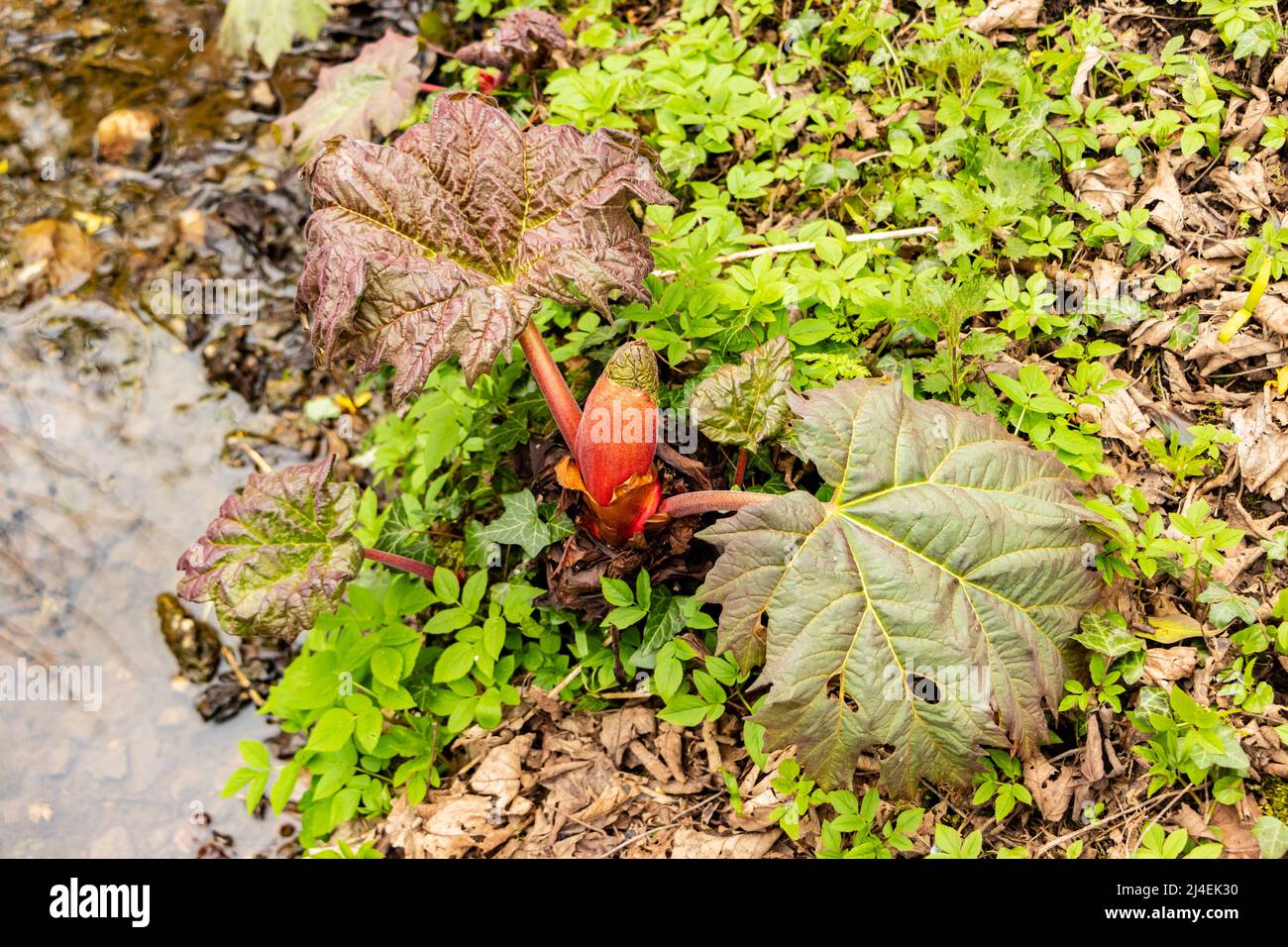 Rheum Palmatum leaf and bud Stock Photo - Alamy