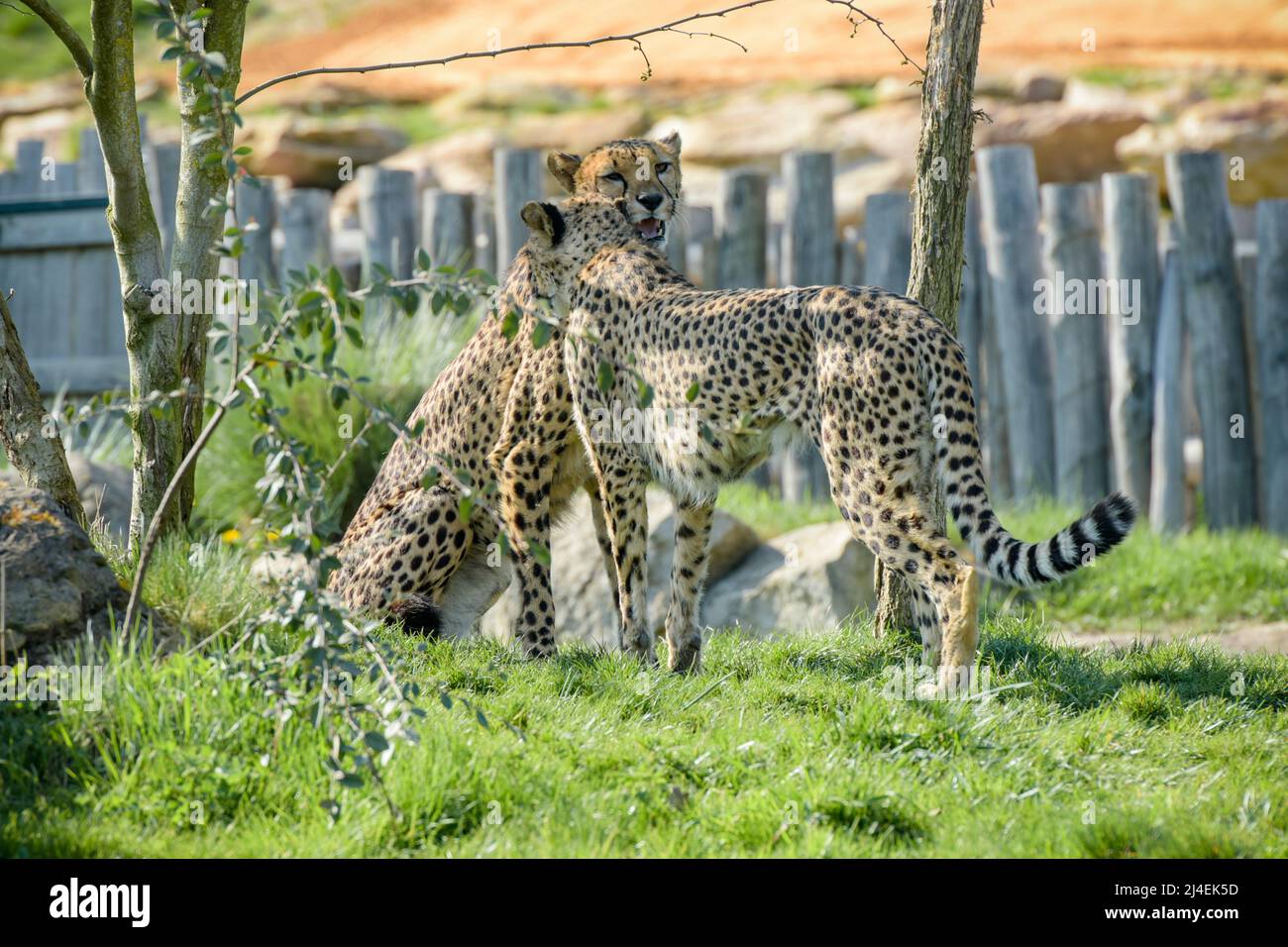 beautiful cheetah in a park in France Stock Photo - Alamy