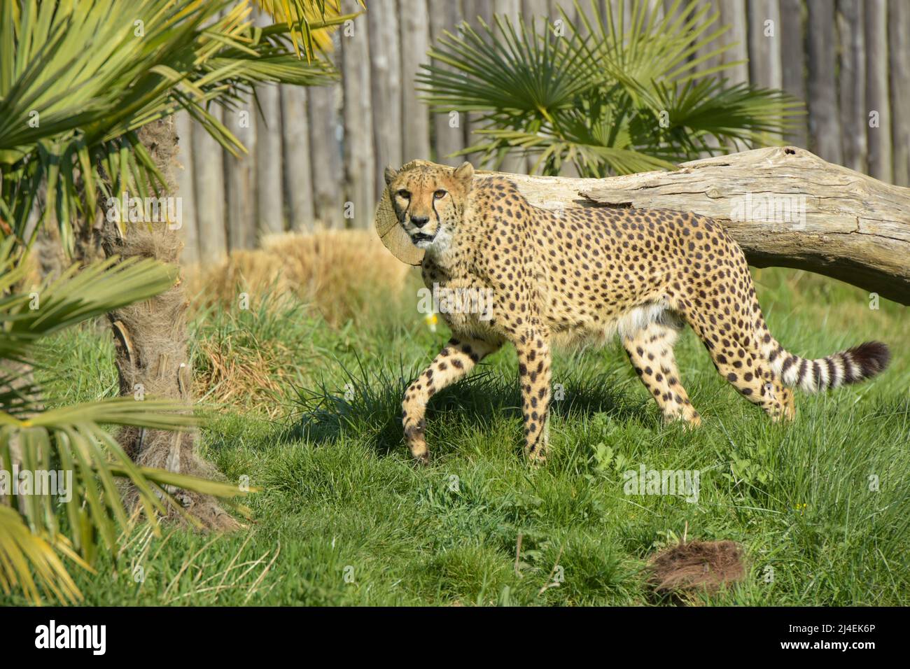 beautiful cheetah in a park in France Stock Photo - Alamy