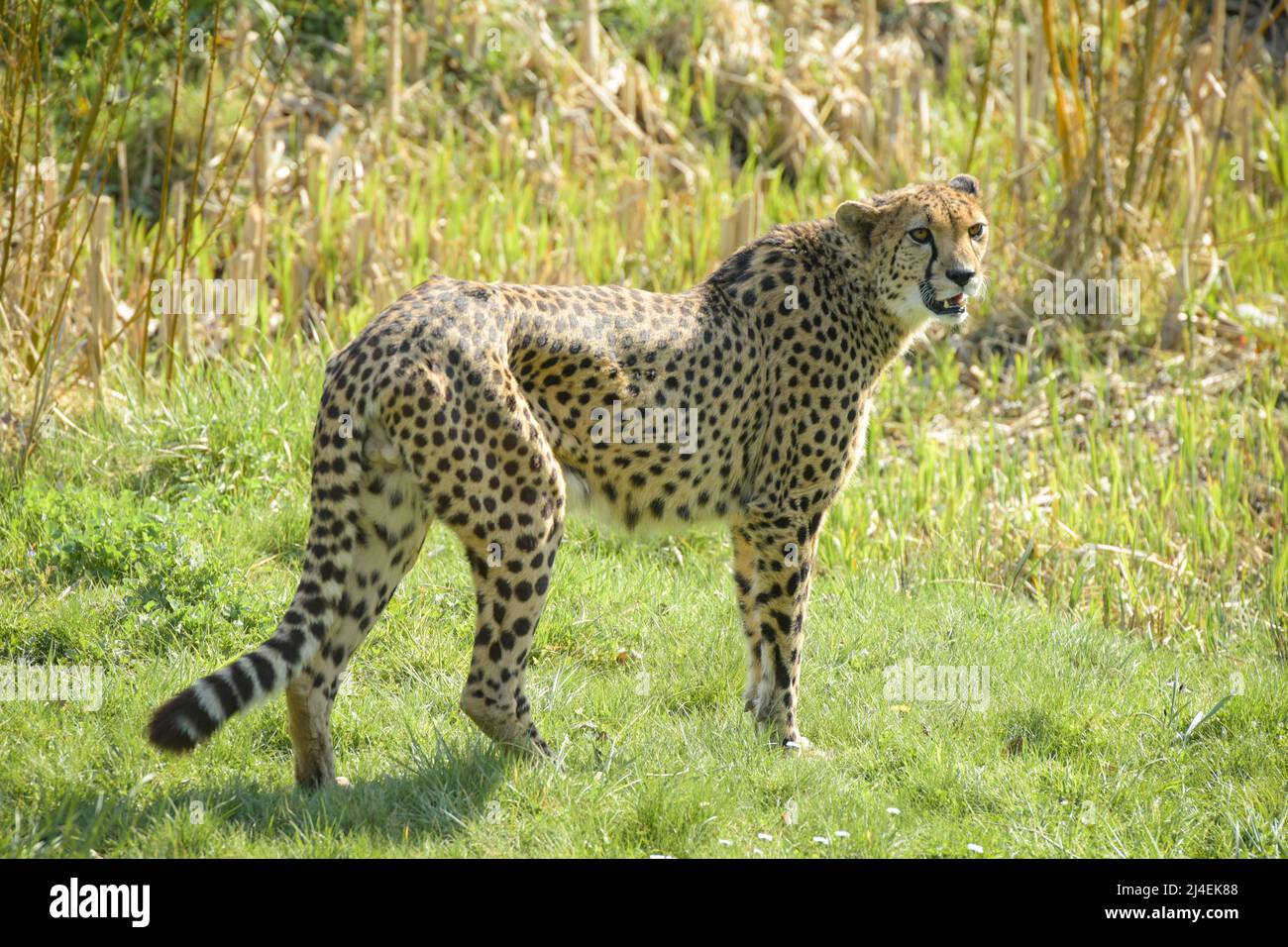 beautiful cheetah in a park in France Stock Photo - Alamy