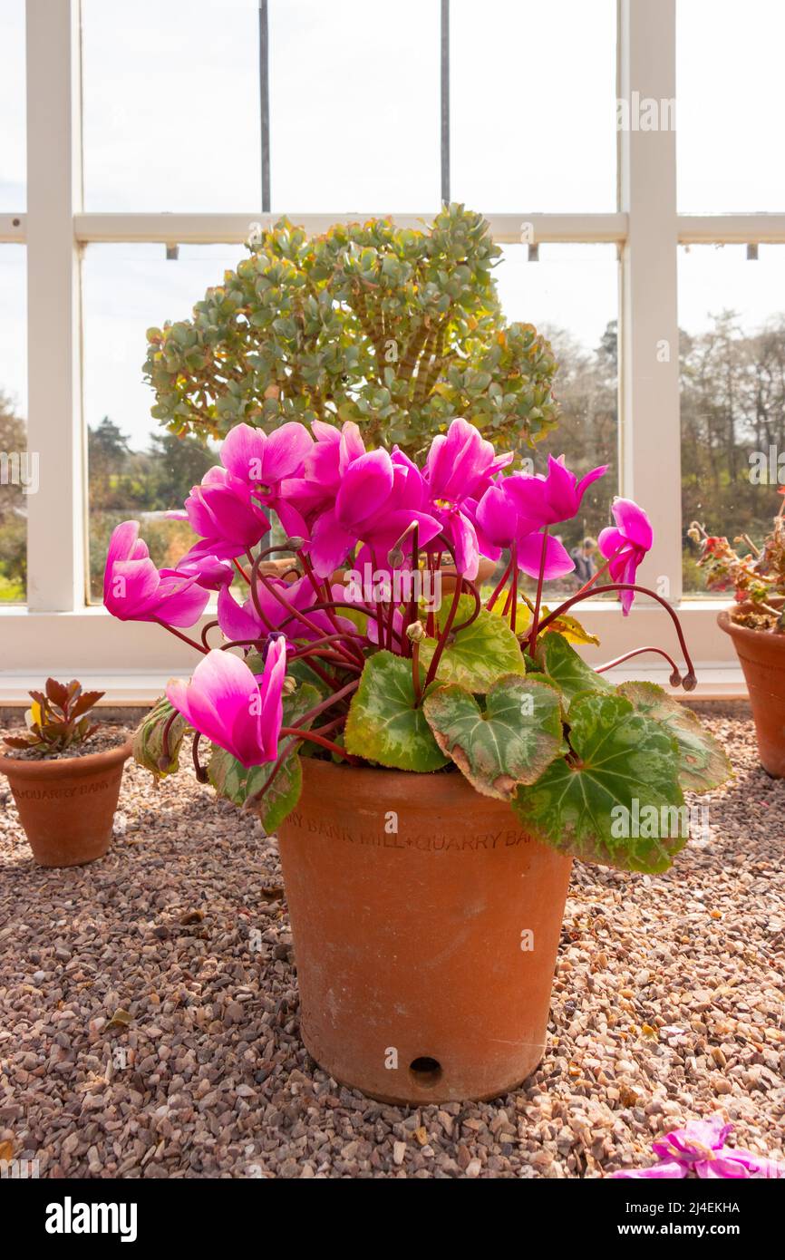 Cyclamen greenhouse hi-res stock photography and images - Alamy