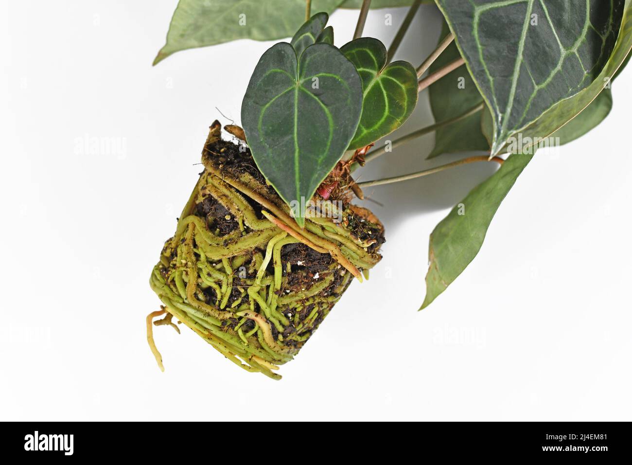 Thick roots in soil shaped like pot of Anthurium houseplant on white ...
