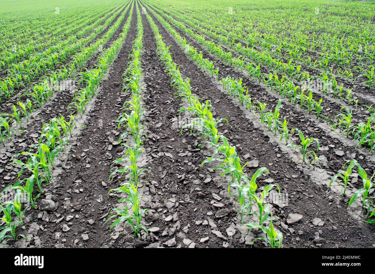 Rows of young green corn plants after agrotechnical processing Stock ...