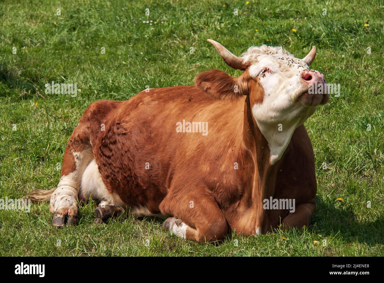 Brown cow in alpine valley Stock Photo - Alamy