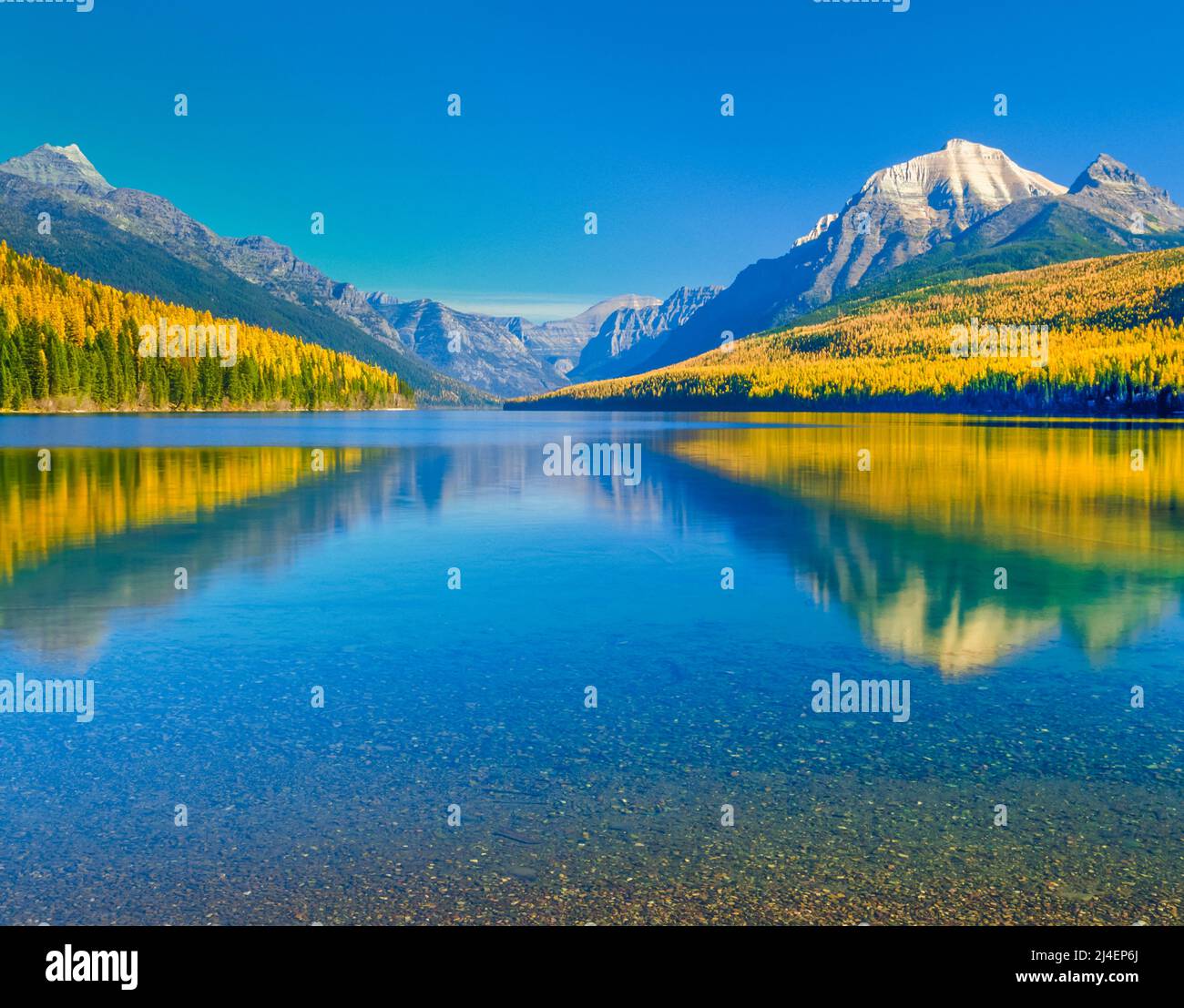 fall colors along bowman lake in glacier national park, montana Stock ...