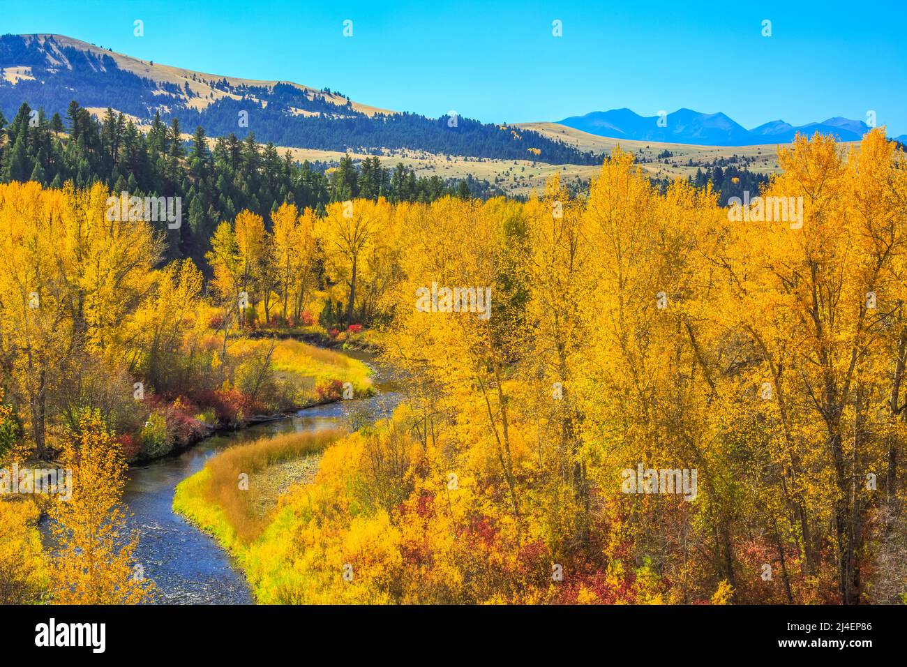 fall colors along the little blackfoot river, with peaks of the flint ...