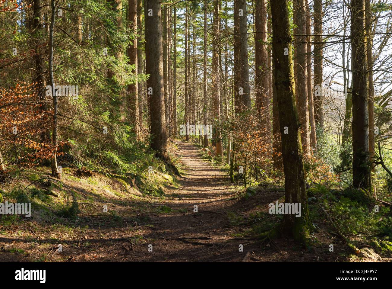 Dirt path through the woods in the afternoon light. Dalbeattie Forest ...