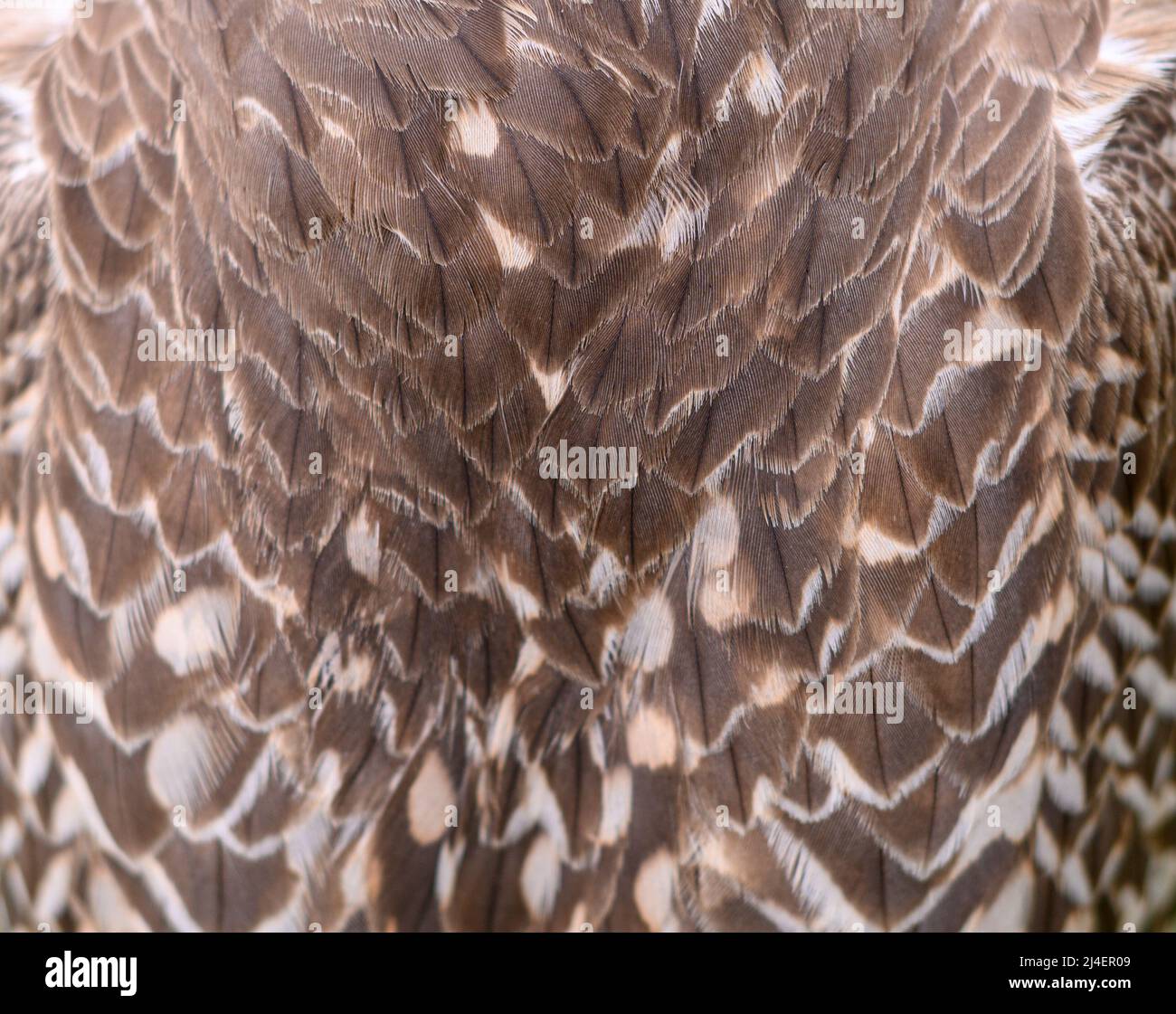 Animal avian feathers ornithology plumage hi-res stock photography and ...
