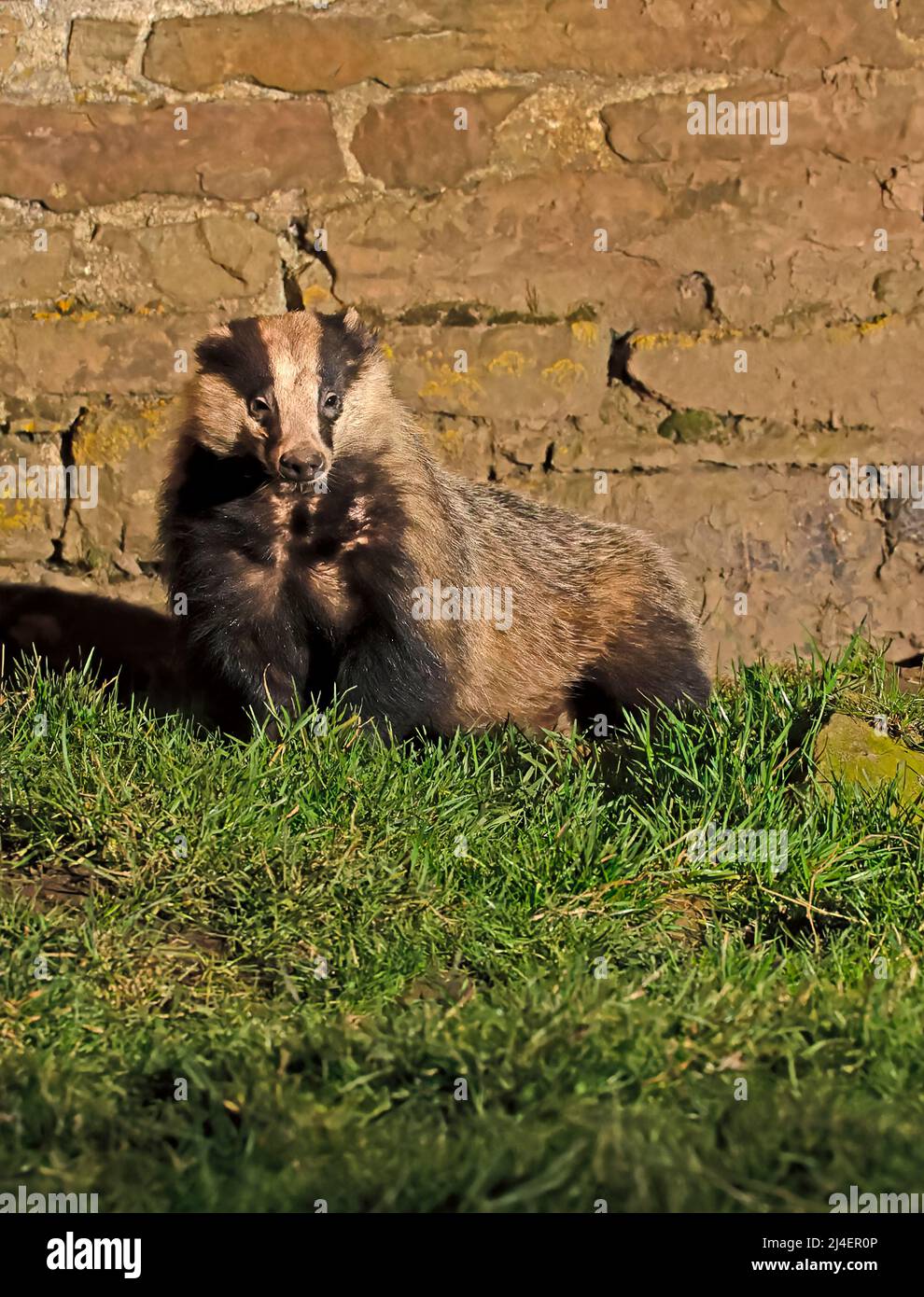 European Badger, Meles meles. A badger family, cete, has a nest, sett ...