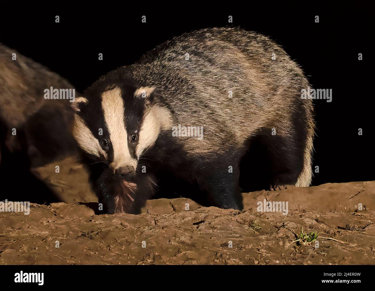 European Badger, Meles meles. A badger family, cete, has a nest, sett ...