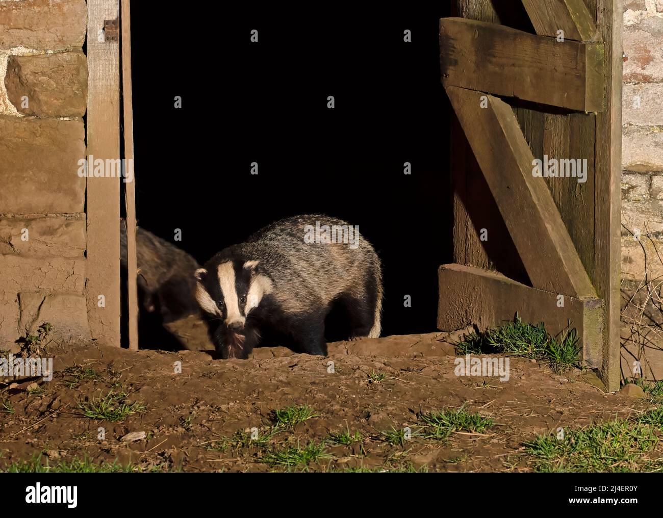 European Badger, Meles meles. A badger family, cete, has a nest, sett ...