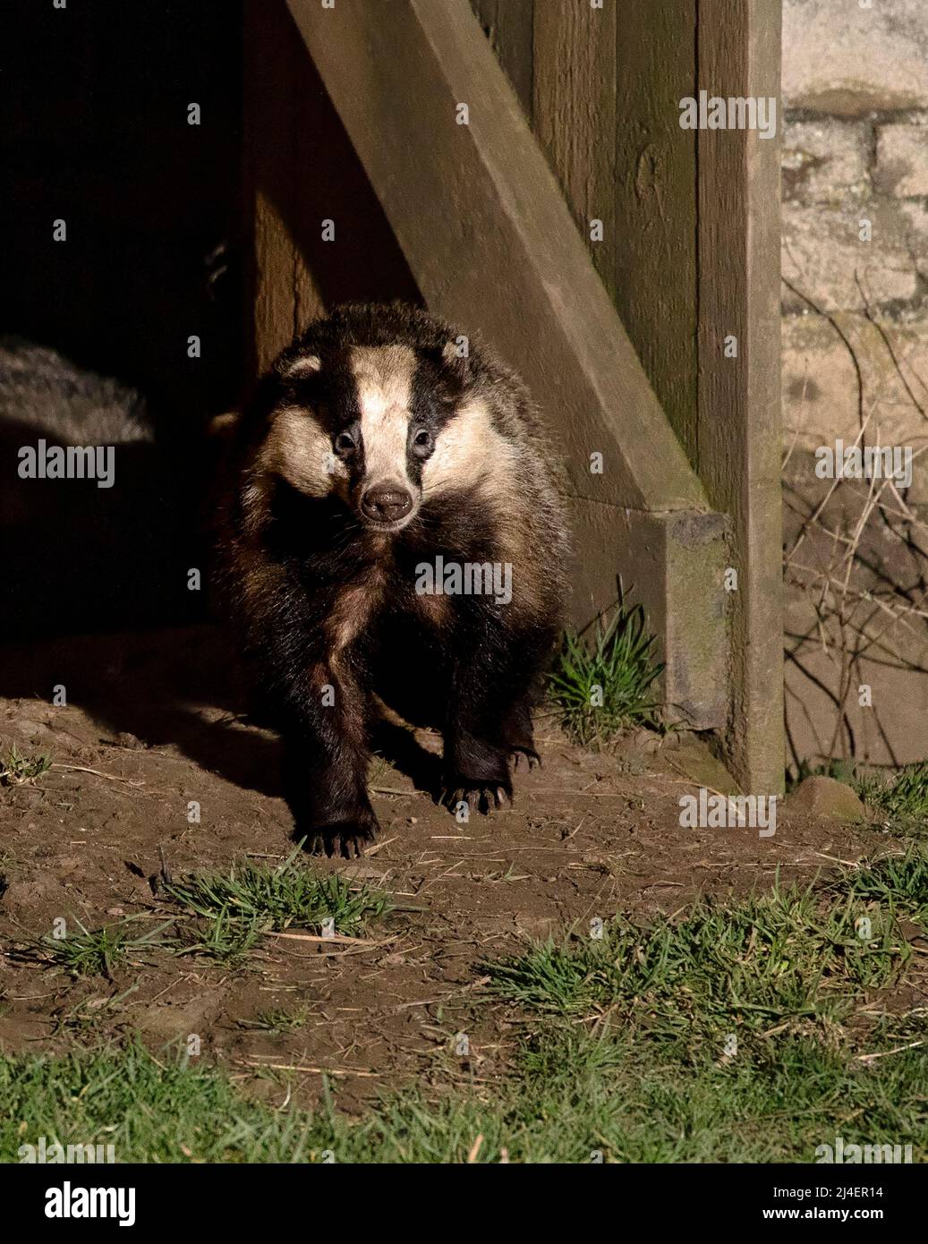 Badger meles meles hi-res stock photography and images - Alamy