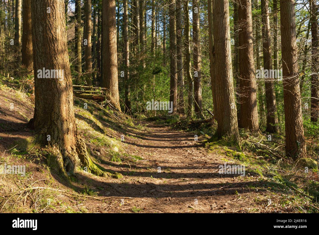 Dirt path through the woods in the afternoon light. Dalbeattie Forest ...