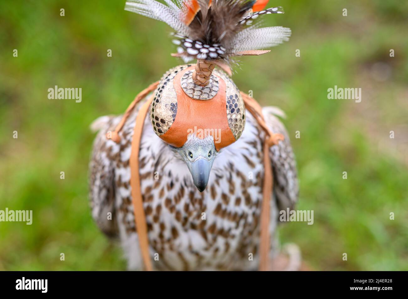 Beautiful falcon bird with brown plumage and cap on head Stock Photo ...
