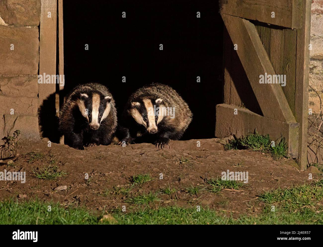 European Badger, Meles meles. A badger family, cete, has a nest, sett ...