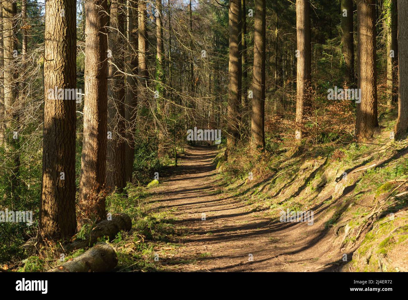 Dirt path through the woods in the afternoon light. Dalbeattie Forest ...