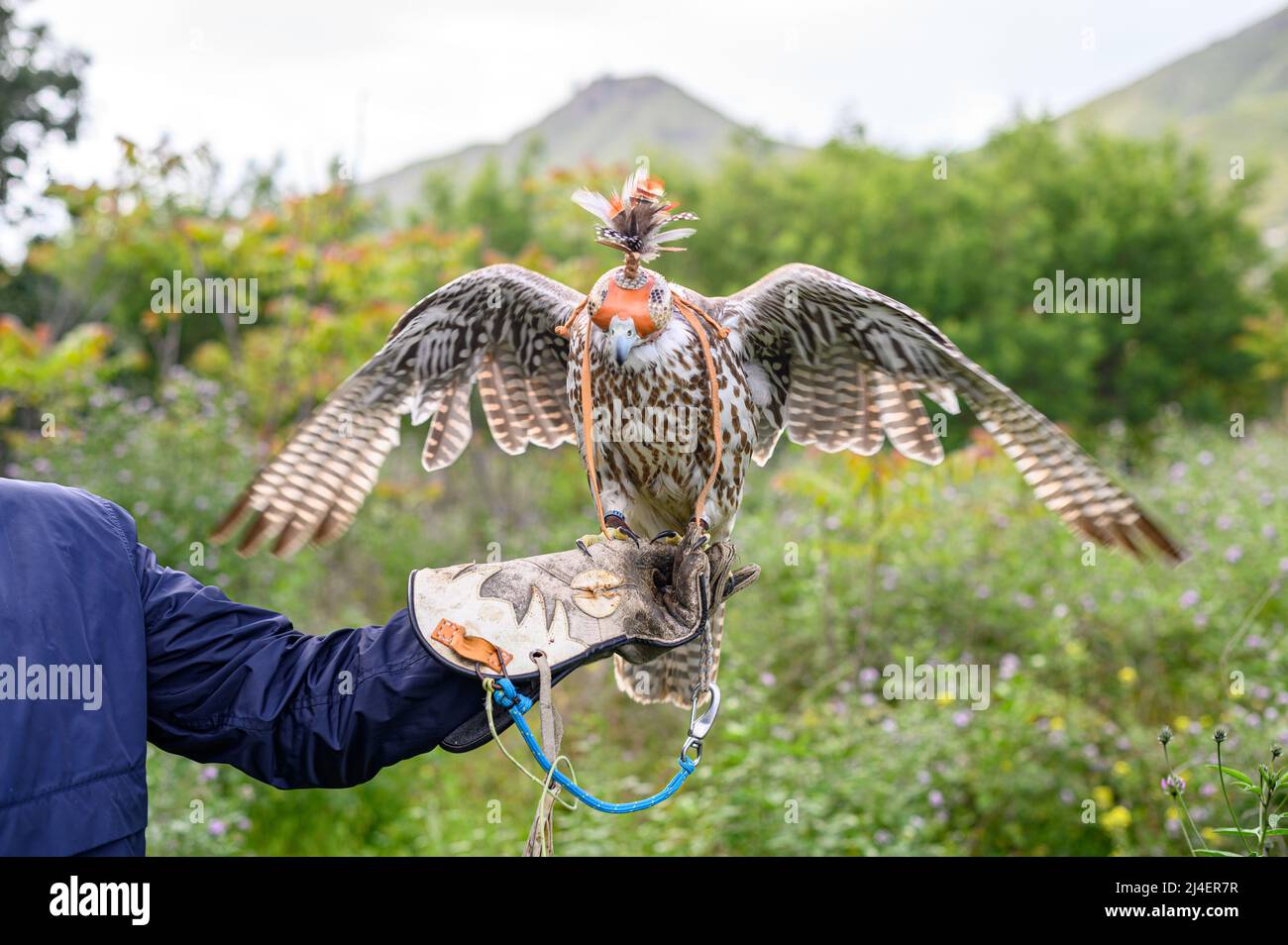 Avian fauna hi-res stock photography and images - Alamy