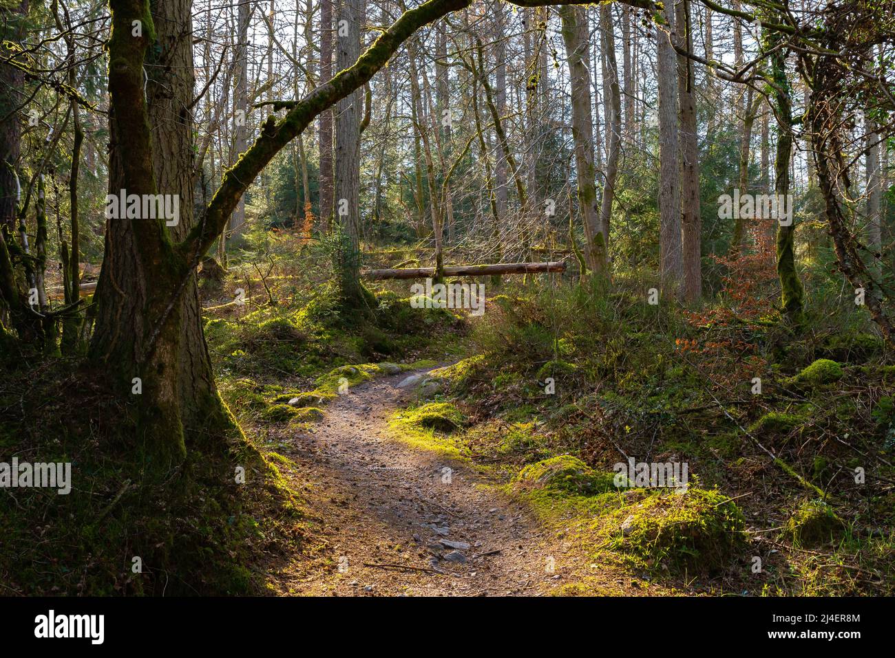 Dirt path through the woods in the afternoon light. Dalbeattie Forest ...
