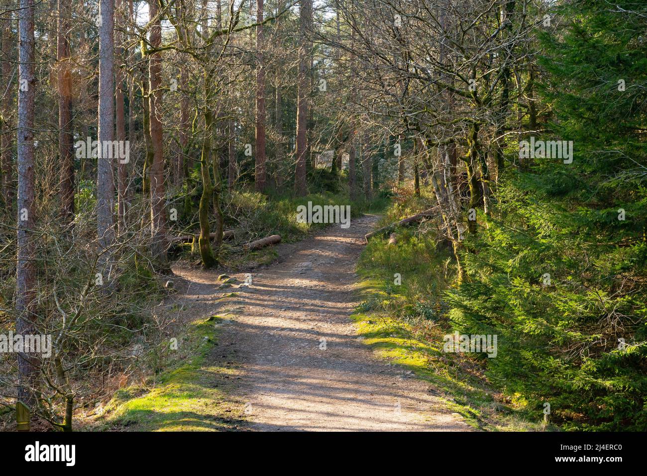 Dirt path through the woods in the afternoon light. Dalbeattie Forest ...