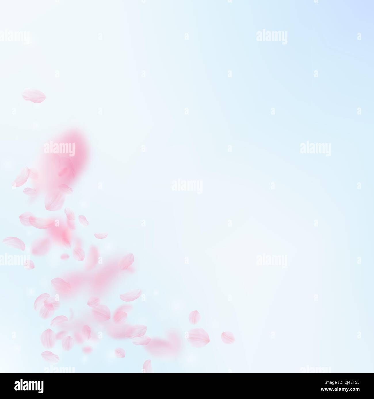 Sakura petals falling down. Romantic pink flowers corner. Flying petals ...