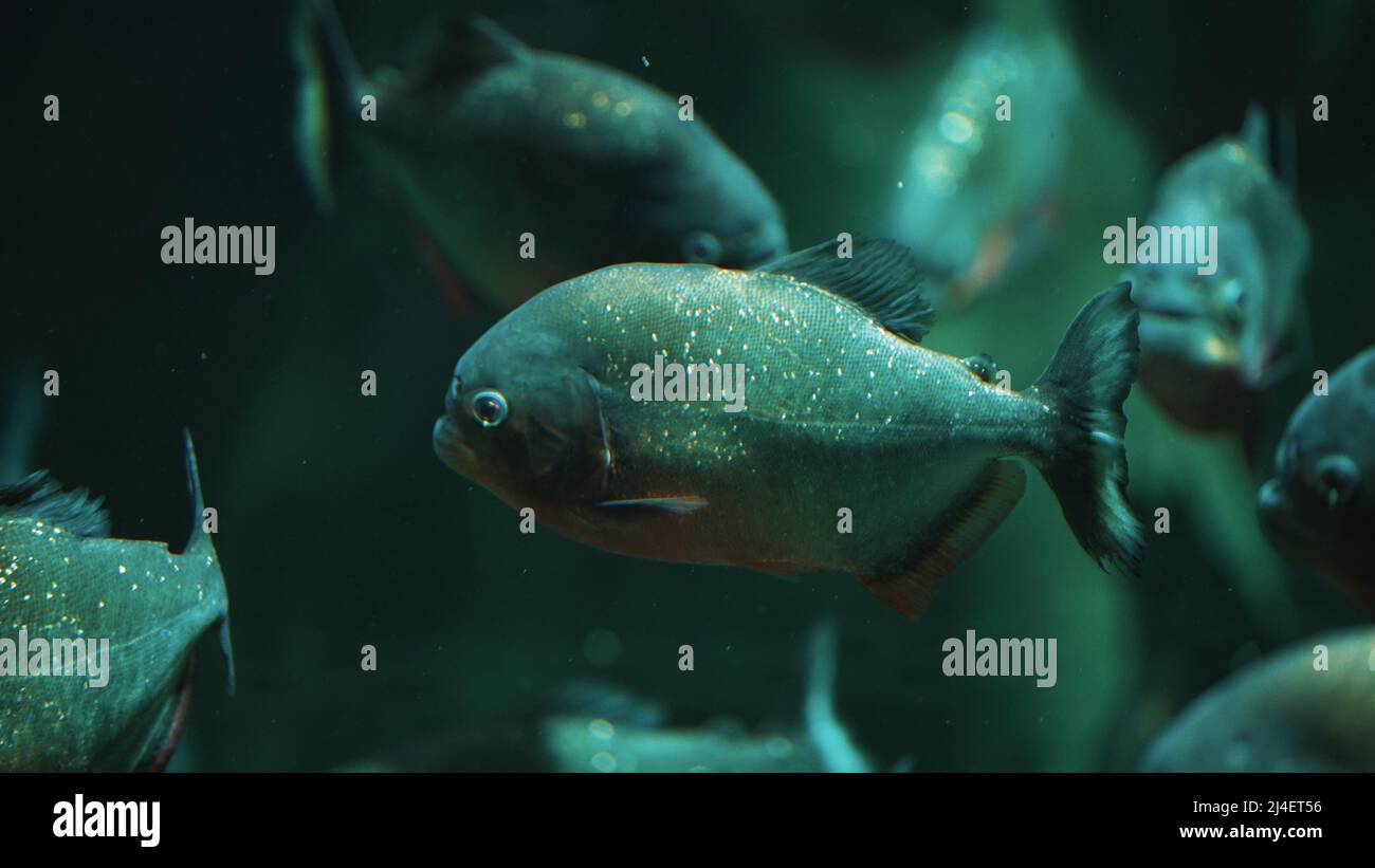 Side view of a piranha fish in water. Dark colors. High quality photo ...
