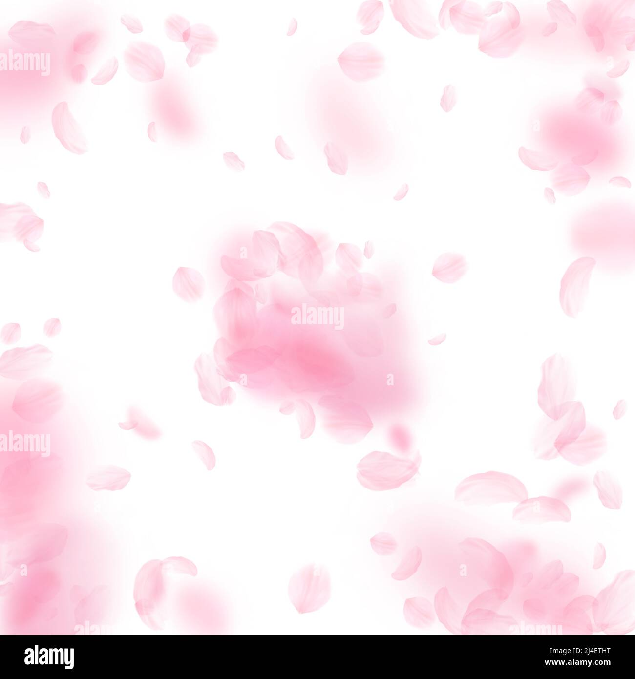 Sakura petals falling down. Romantic pink flowers explosion. Flying ...