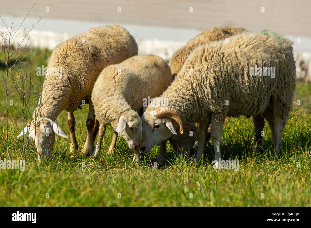 Mother sheep and lamb smelling each other in Turkey Stock Photo - Alamy
