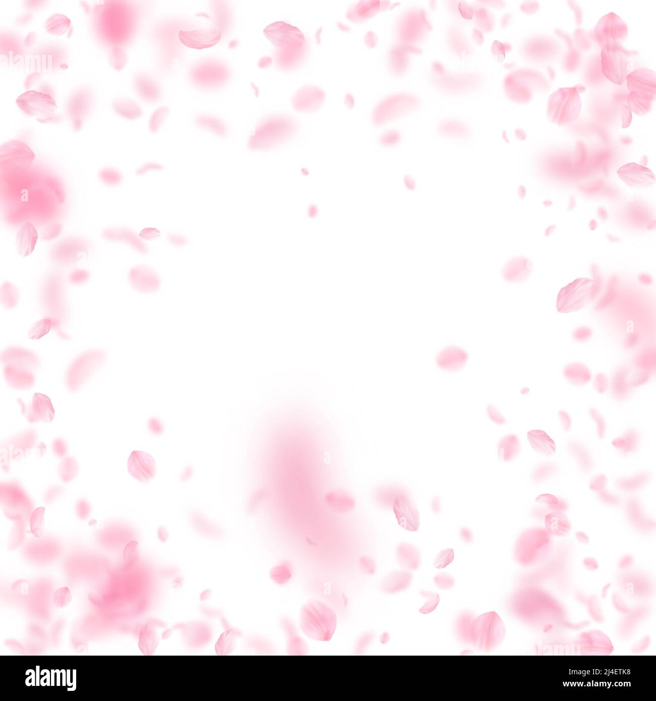 Sakura petals falling down. Romantic pink flowers vignette. Flying ...