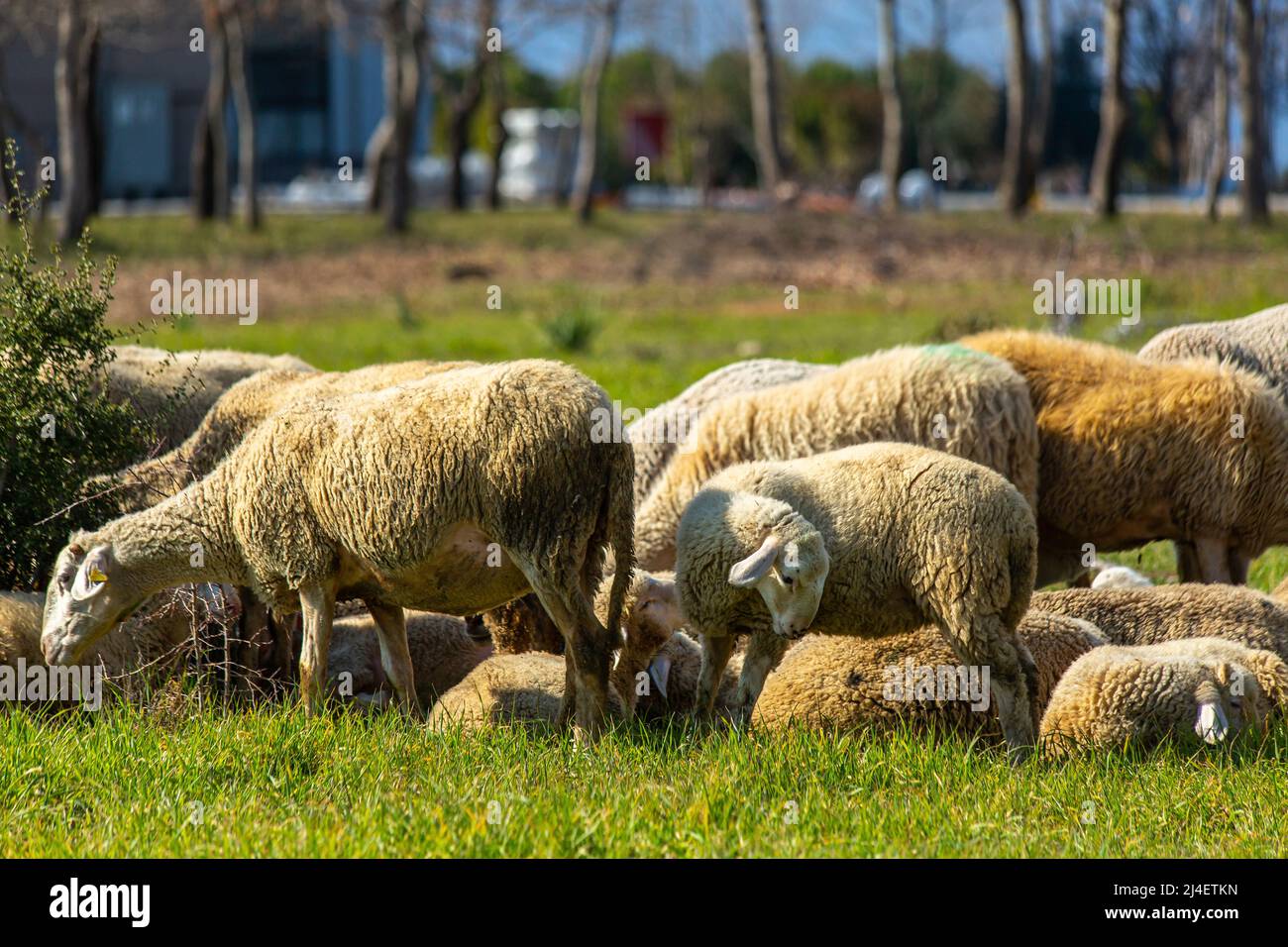 Mother sheep and lamb smelling each other in Turkey Stock Photo - Alamy