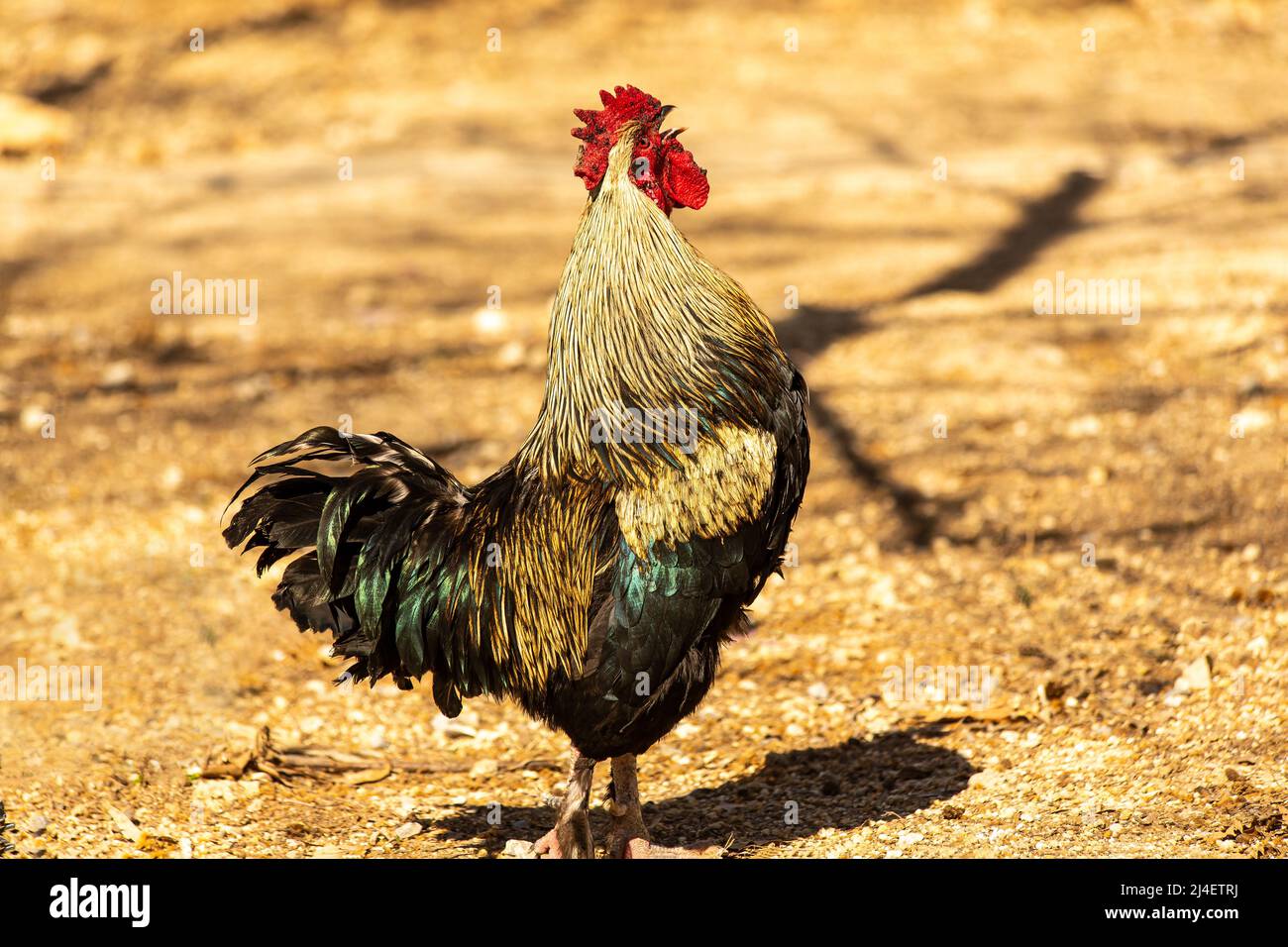 Colorful rooster crowing in his coop Stock Photo - Alamy