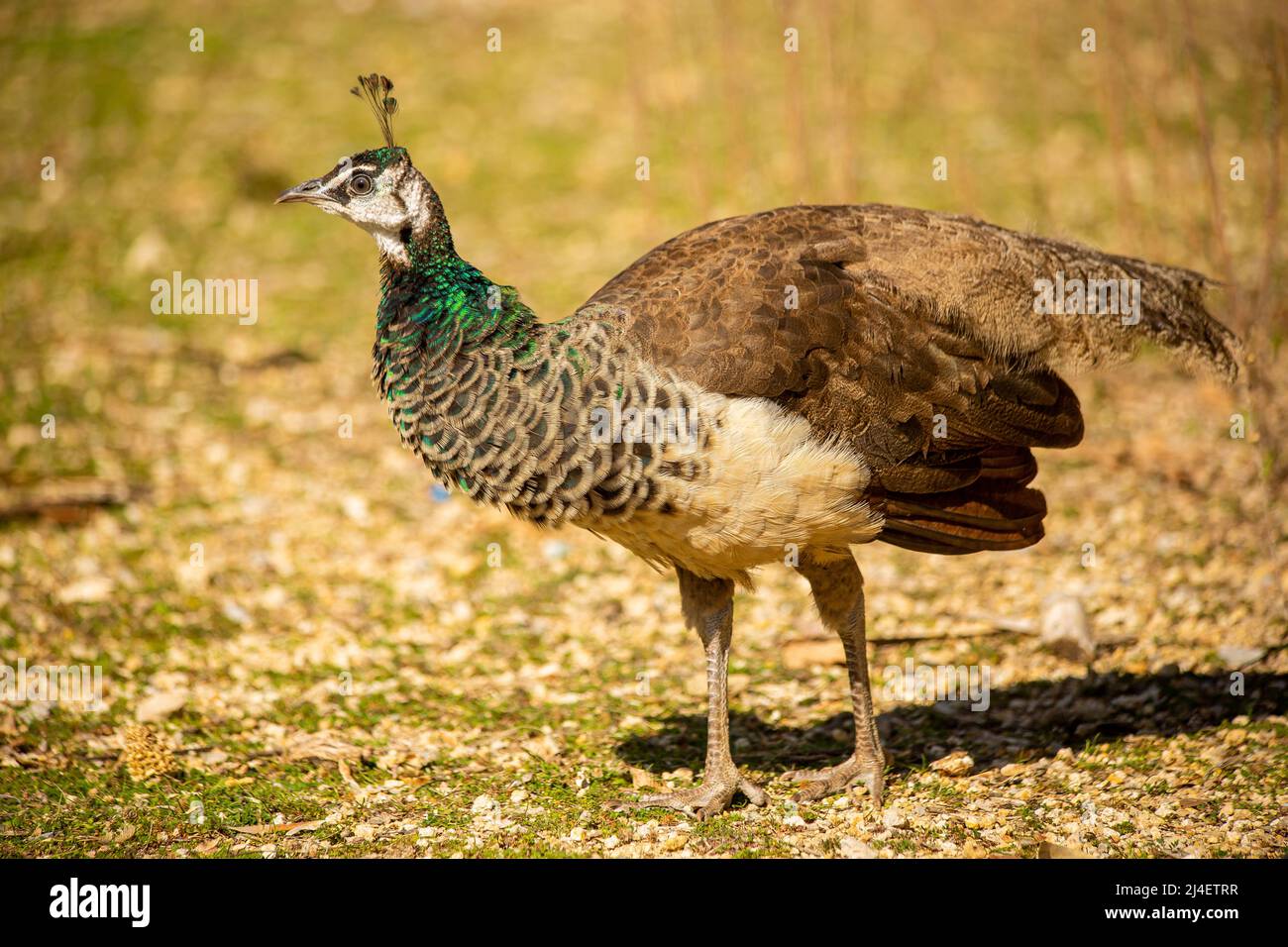 Single peacock feather hi-res stock photography and images - Alamy