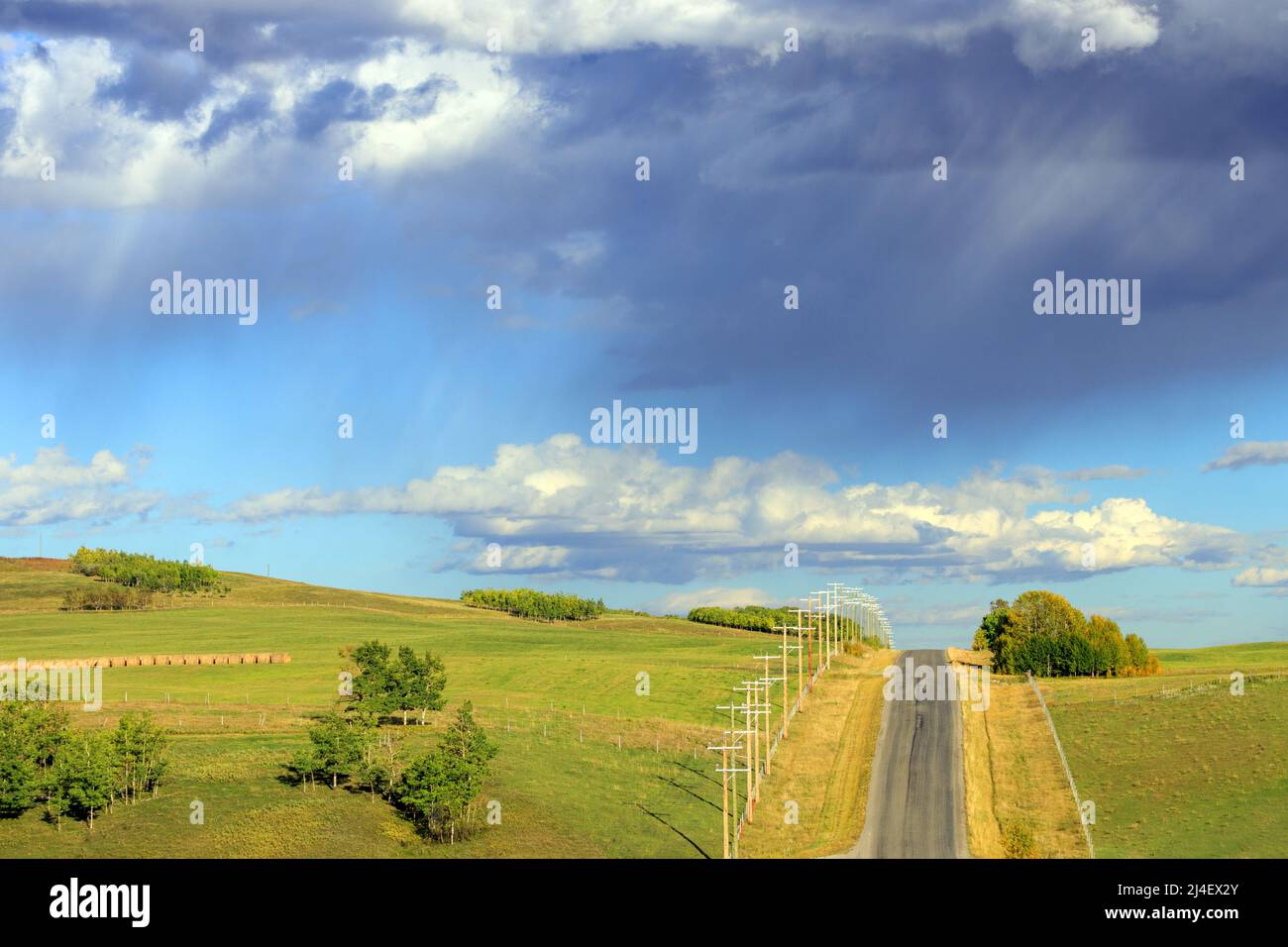 A country road with rows of wood utility poles in Alberta, Canada. A ...