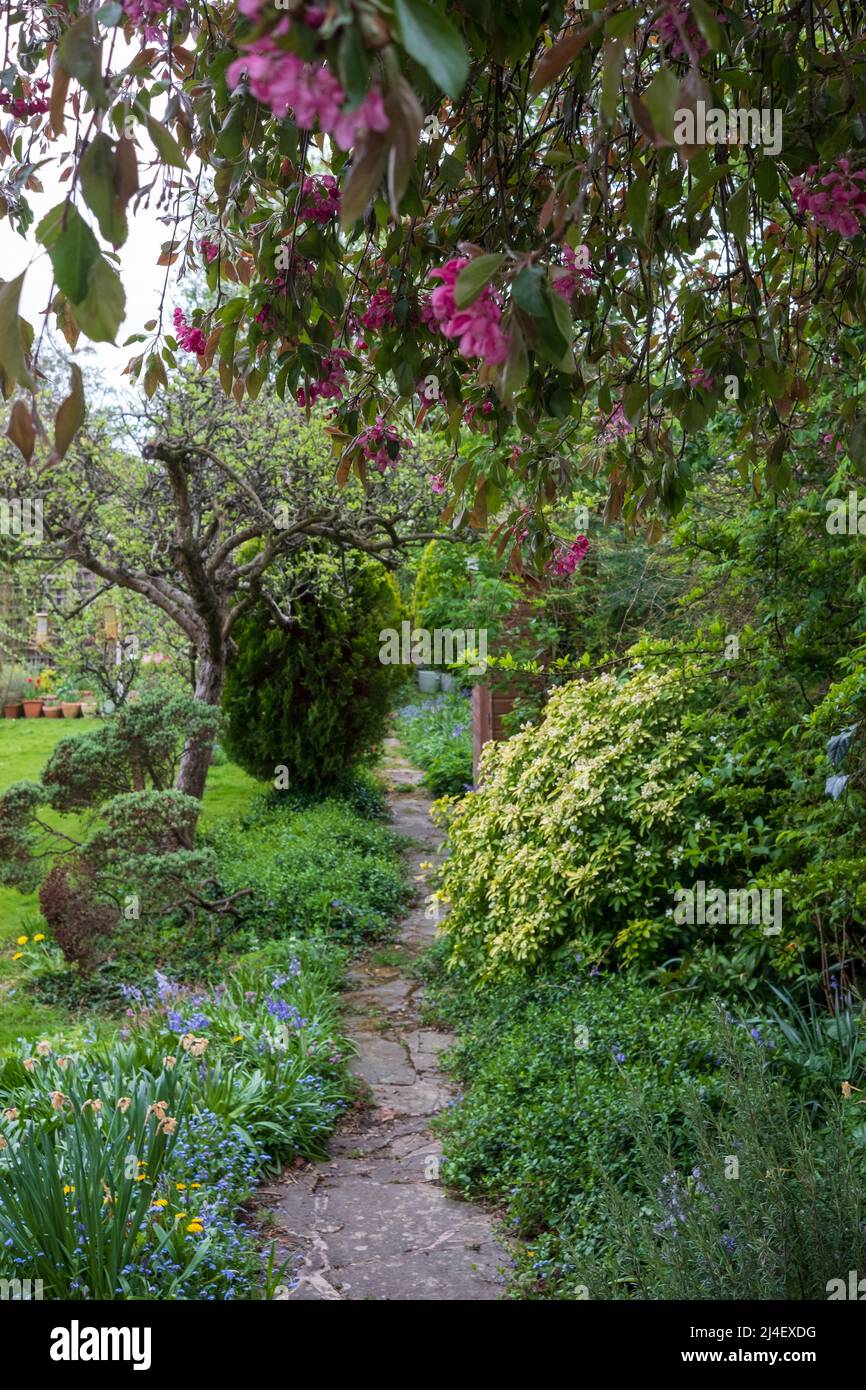 Unkempt, neglected, overgrown, secluded cottage garden with crazy ...