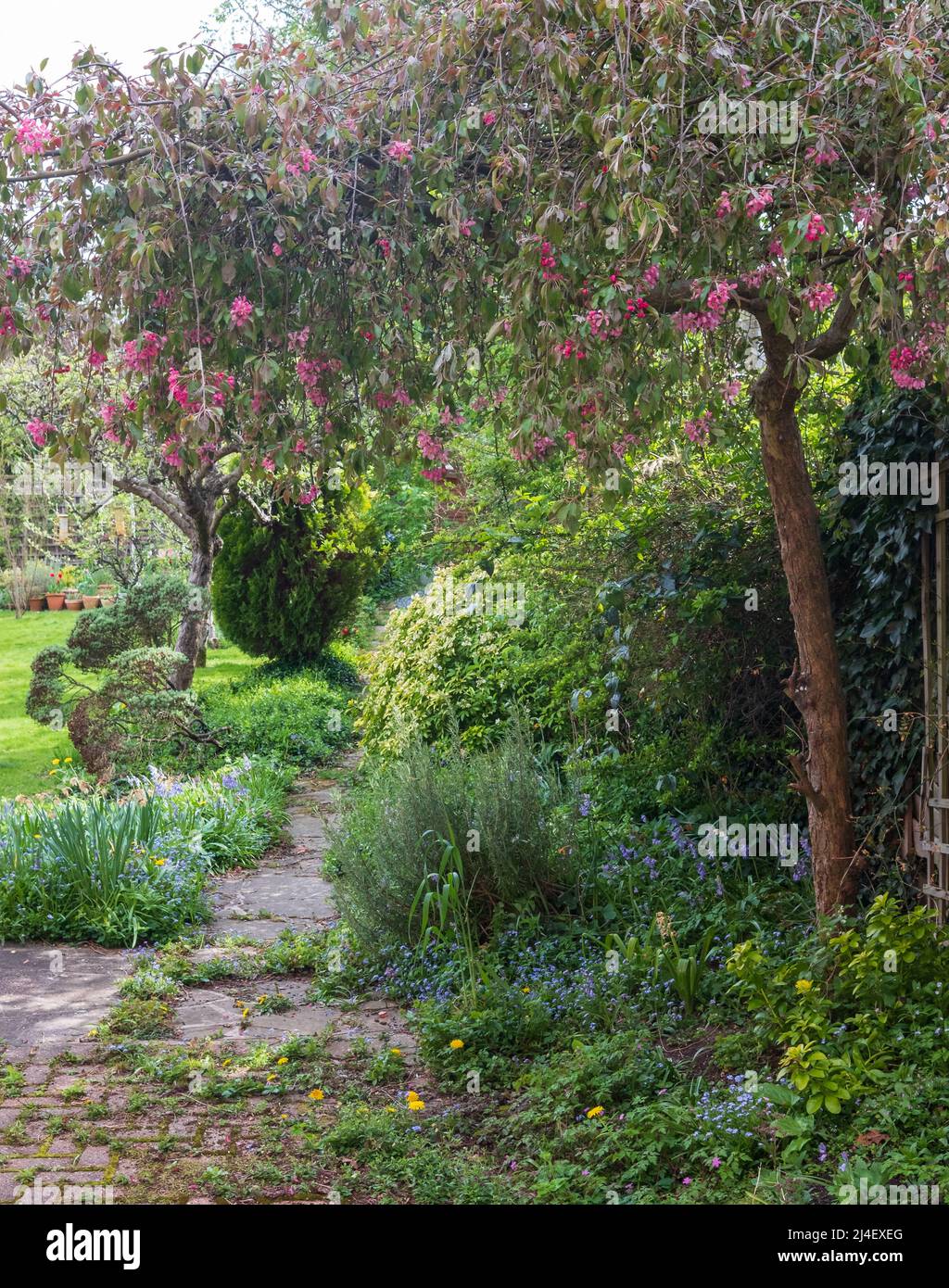 Unkempt, neglected, overgrown, secluded cottage garden with crazy ...