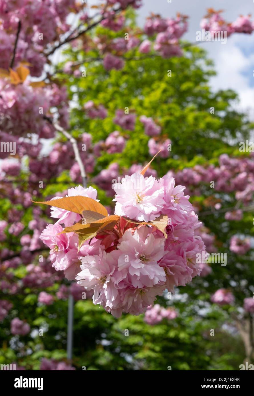 Close up of fresh pastel pink cherry blossom in springtime ...