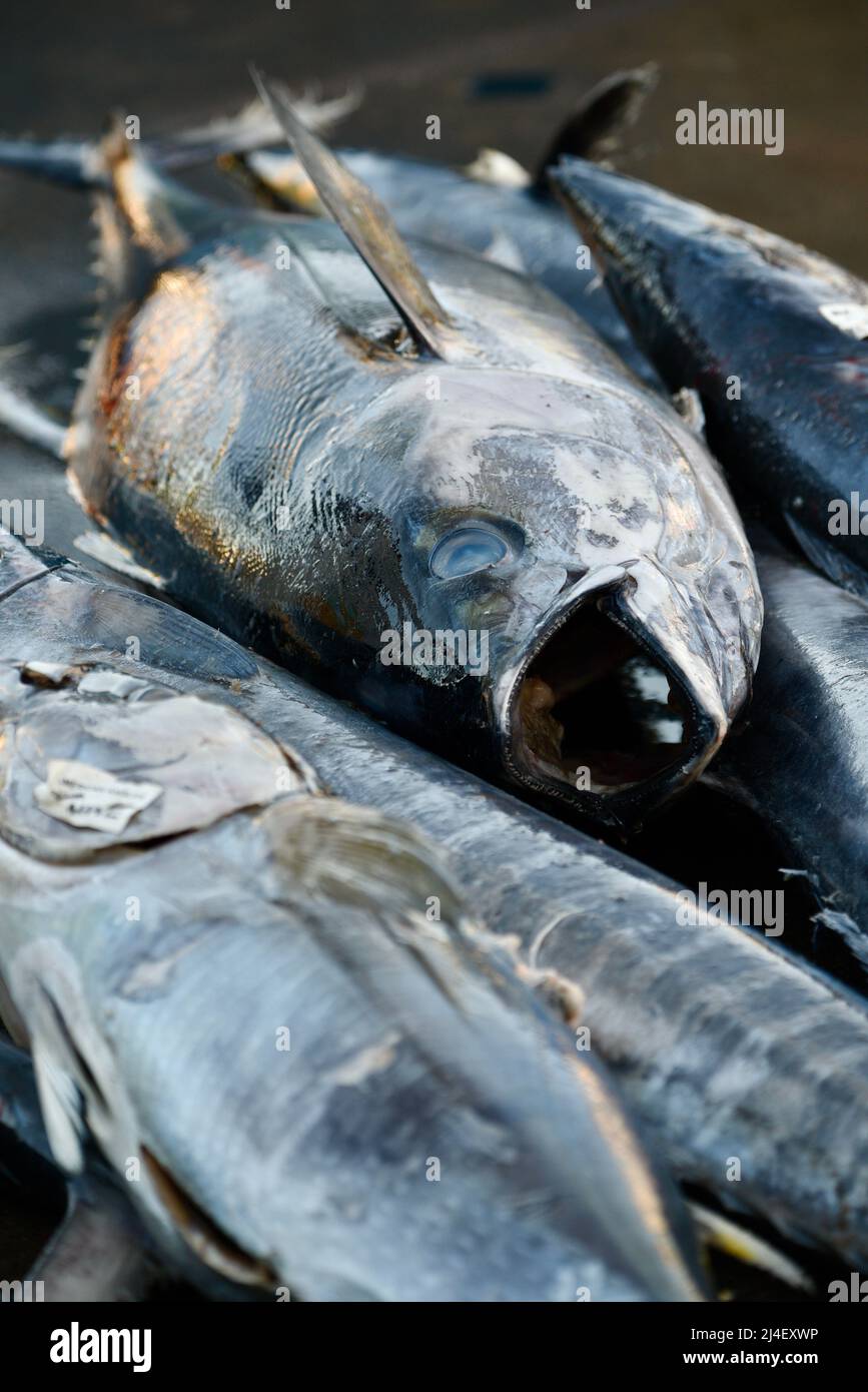 Pile of large tuna fish caught in Pacific Ocean by sports fisherman ...