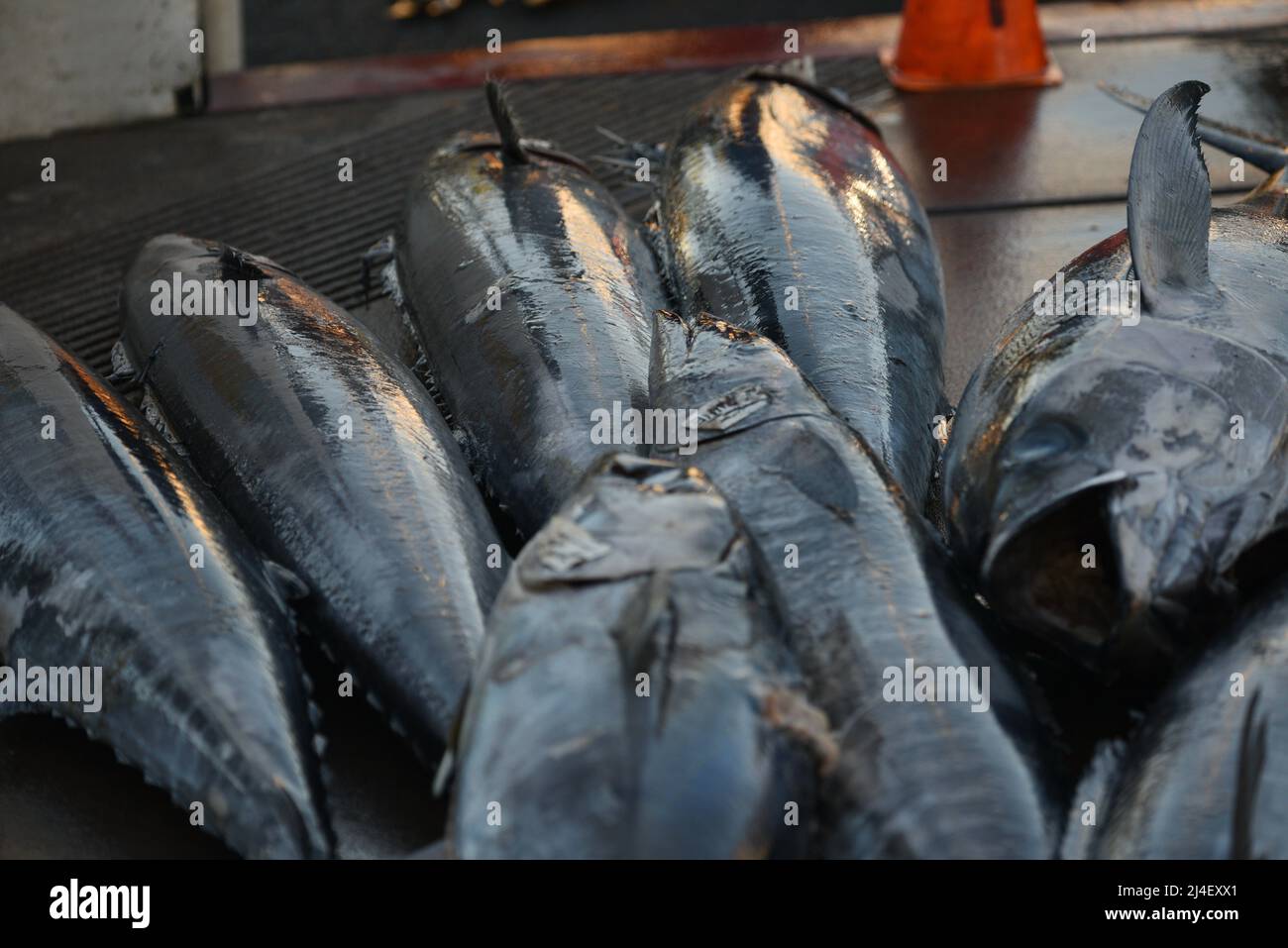 Pile of large tuna fish caught in Pacific Ocean by sports fisherman ...