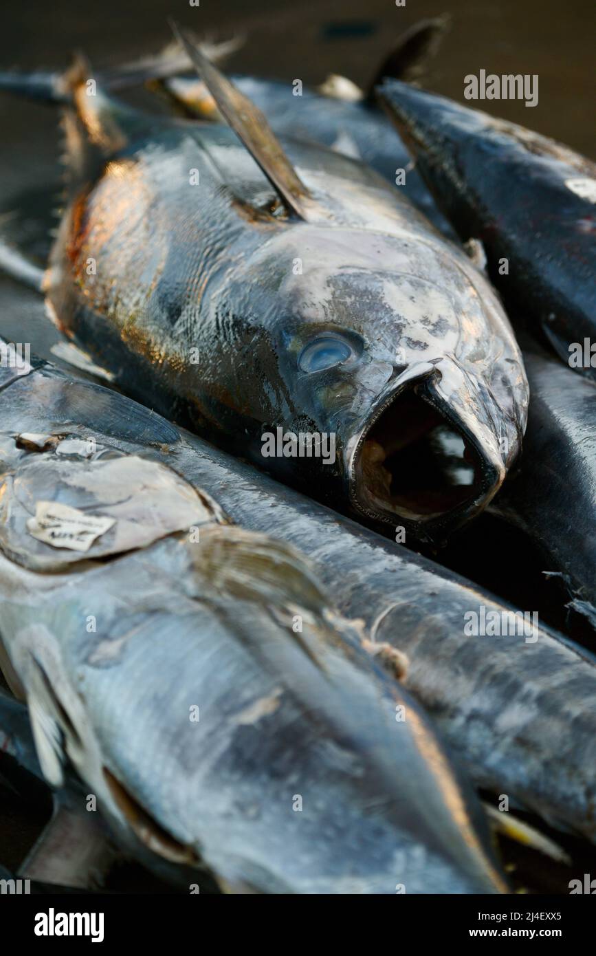 Pacific bluefin tuna hi-res stock photography and images - Alamy