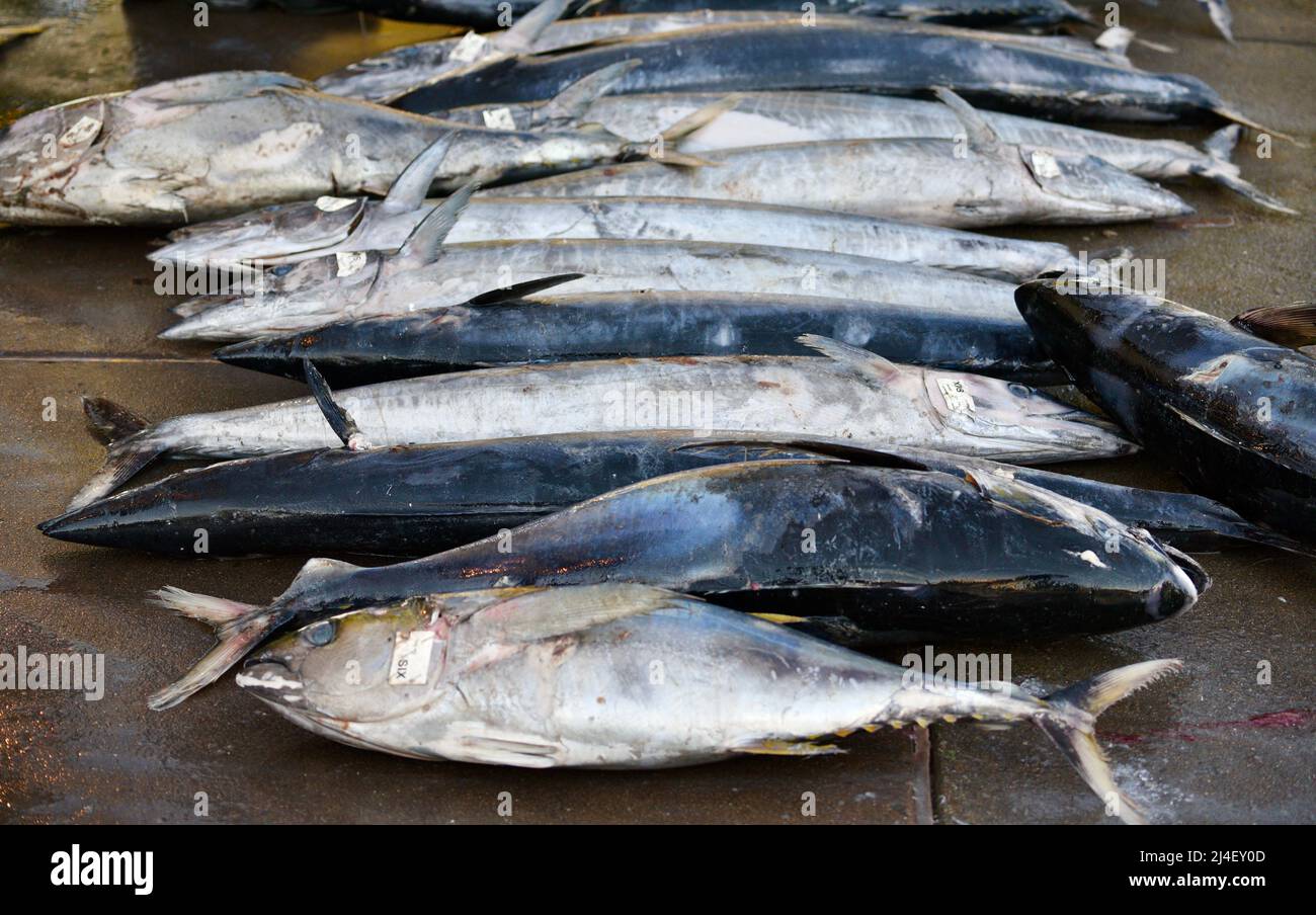 Pile of large California Yellowtail caught in Pacific Ocean by sports ...