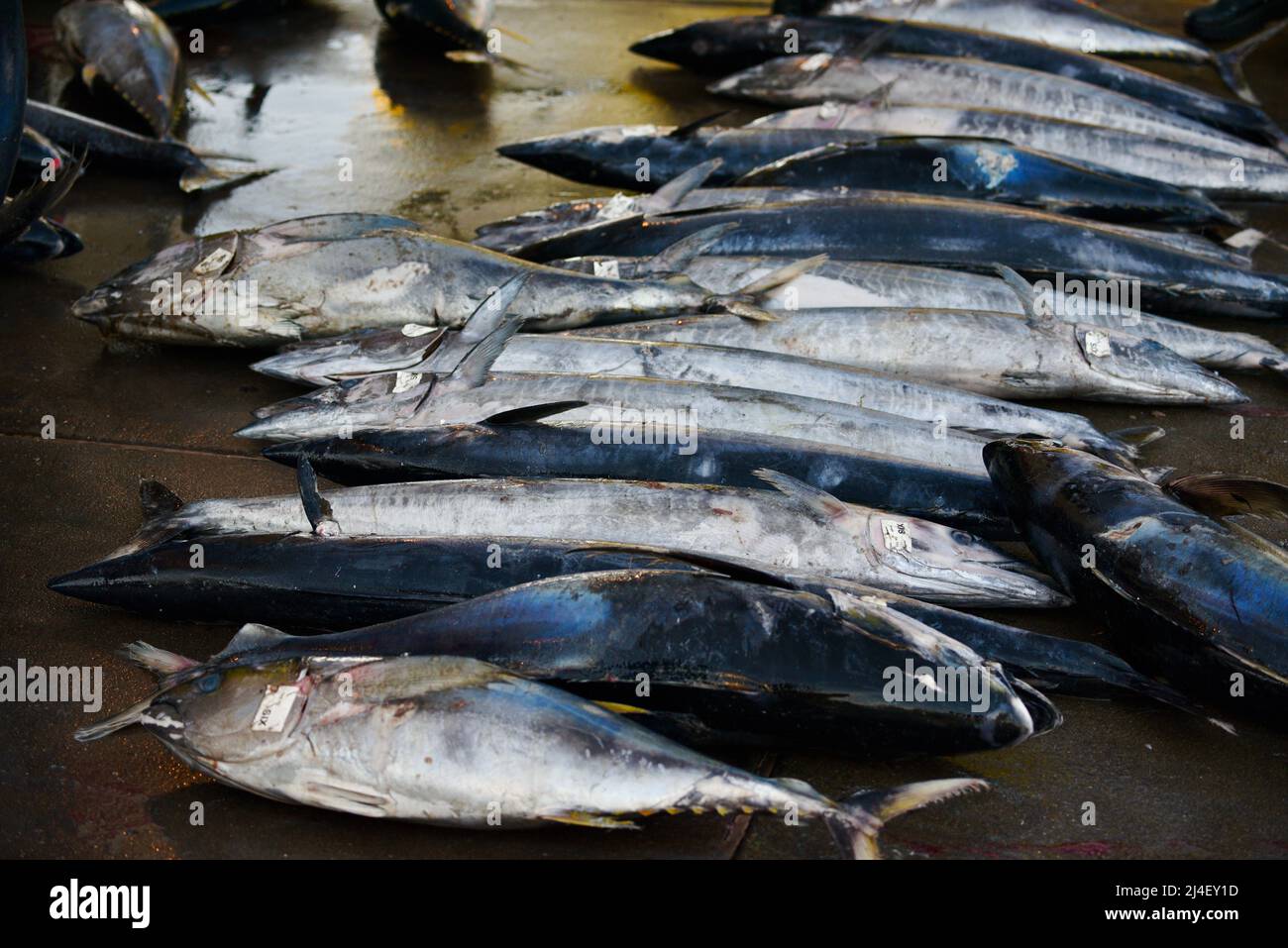 Pile of large California Yellowtail caught in Pacific Ocean by sports ...