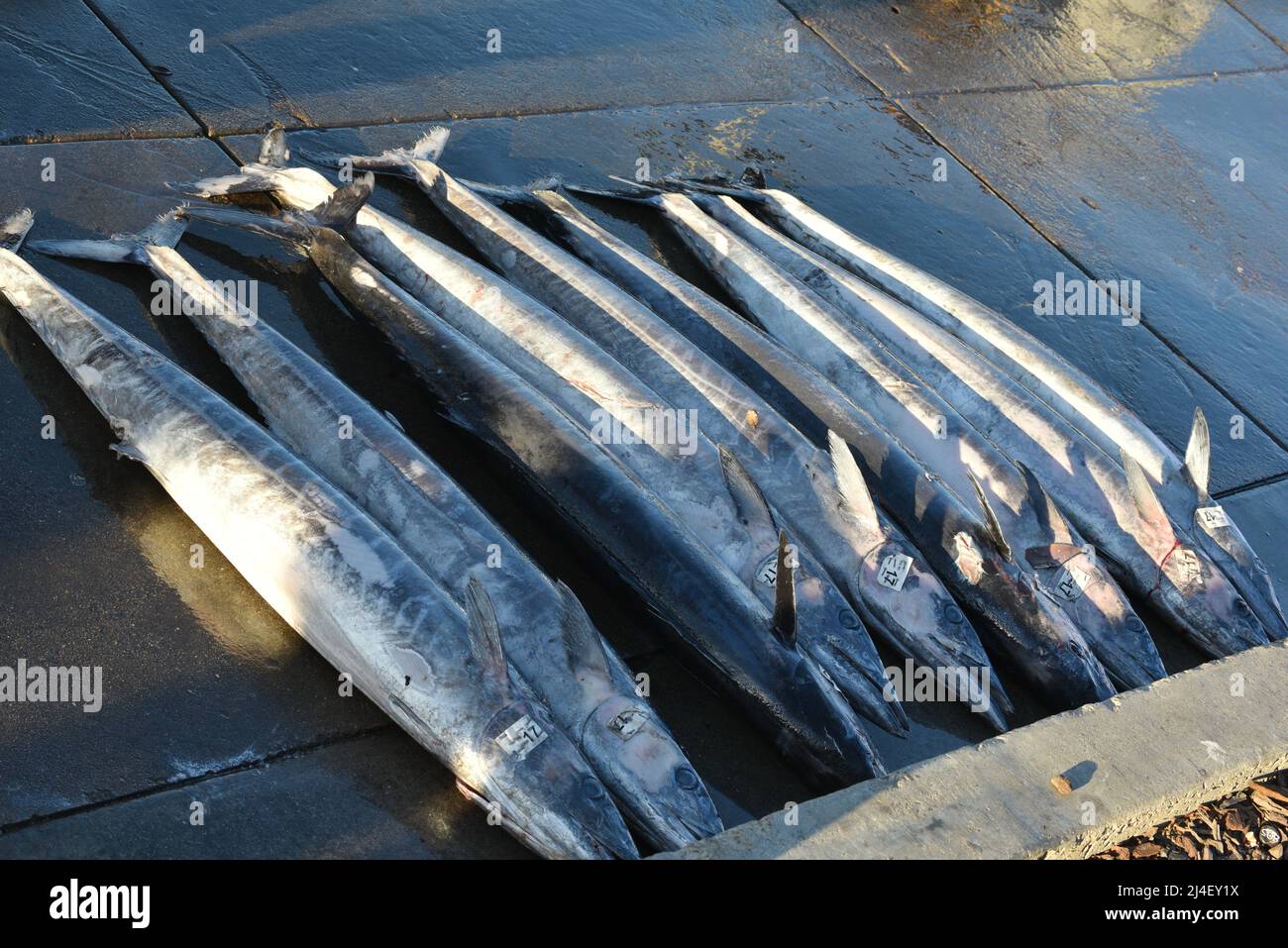 Pile of large California Yellowtail caught in Pacific Ocean by sports ...
