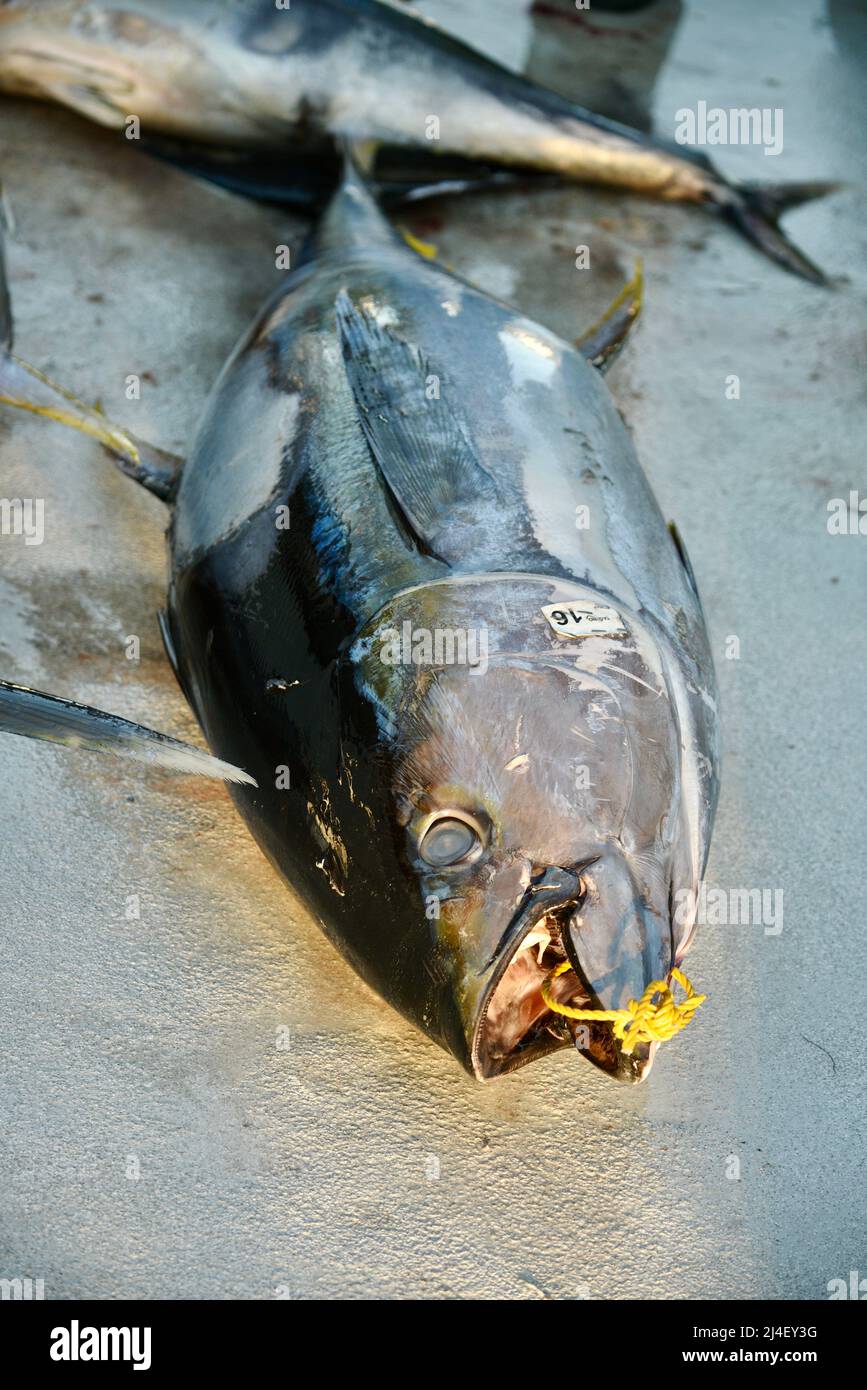 Pile of large tuna fish caught in Pacific Ocean by sports fisherman ...