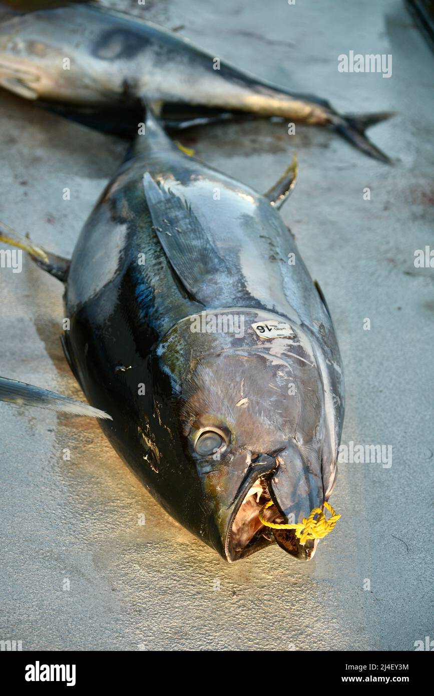 Pile of large tuna fish caught in Pacific Ocean by sports fisherman ...
