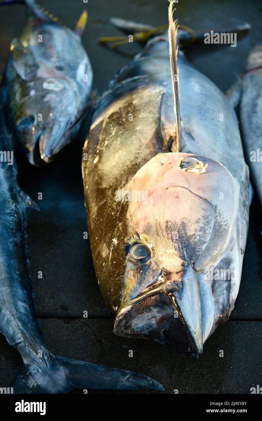 Pile of large tuna fish caught in Pacific Ocean by sports fisherman ...